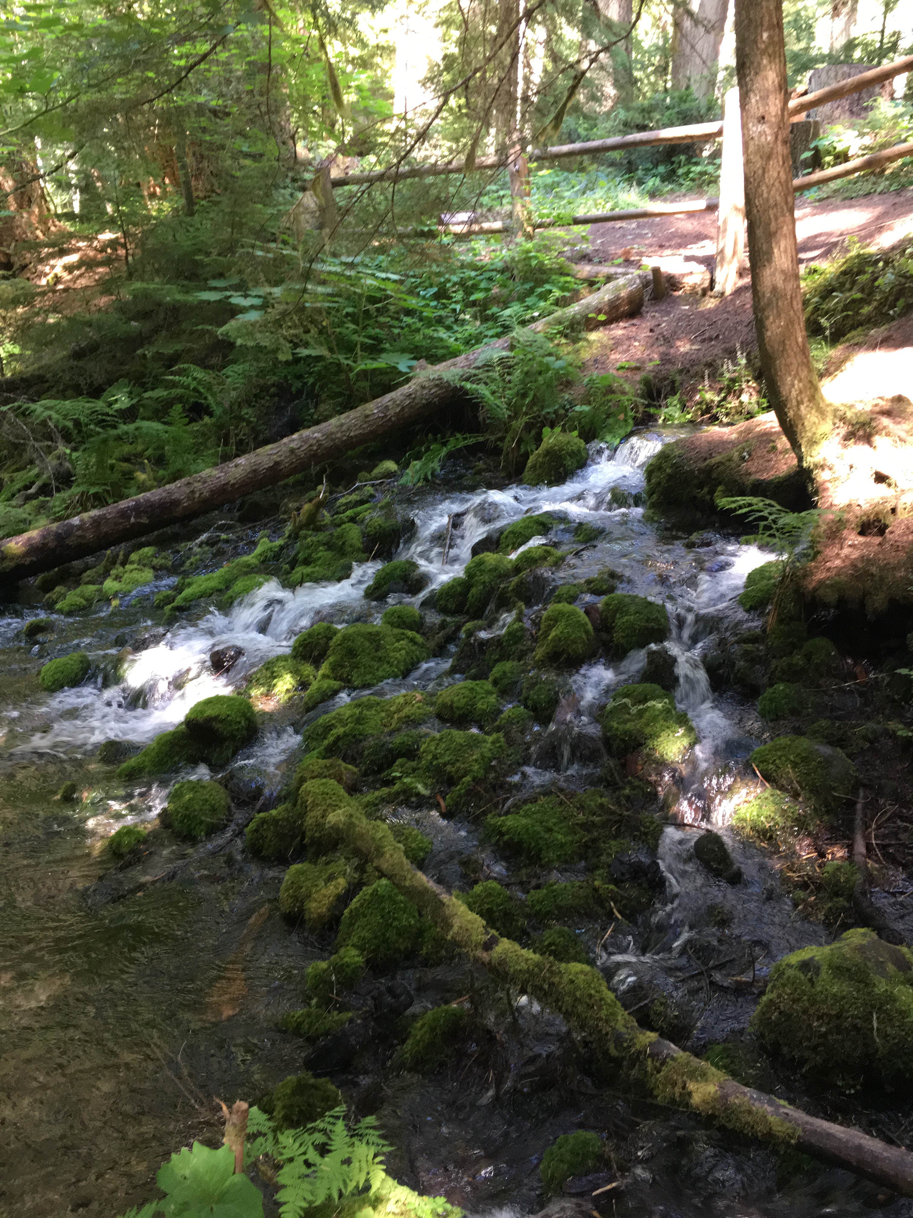 Silver Springs Campground | Greenwater, Washington