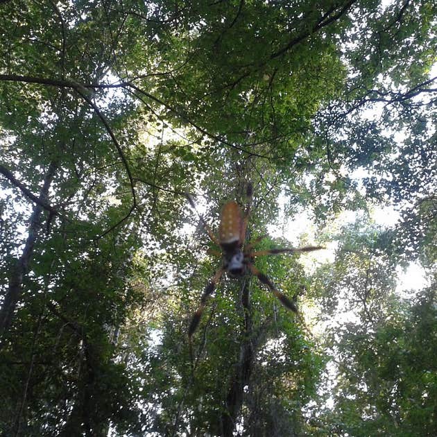 Jones Bluff Camping | Selma, Alabama