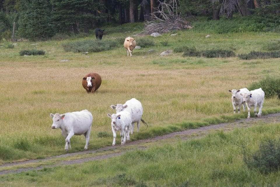 Cobbett Lake Camping | Cedaredge, CO