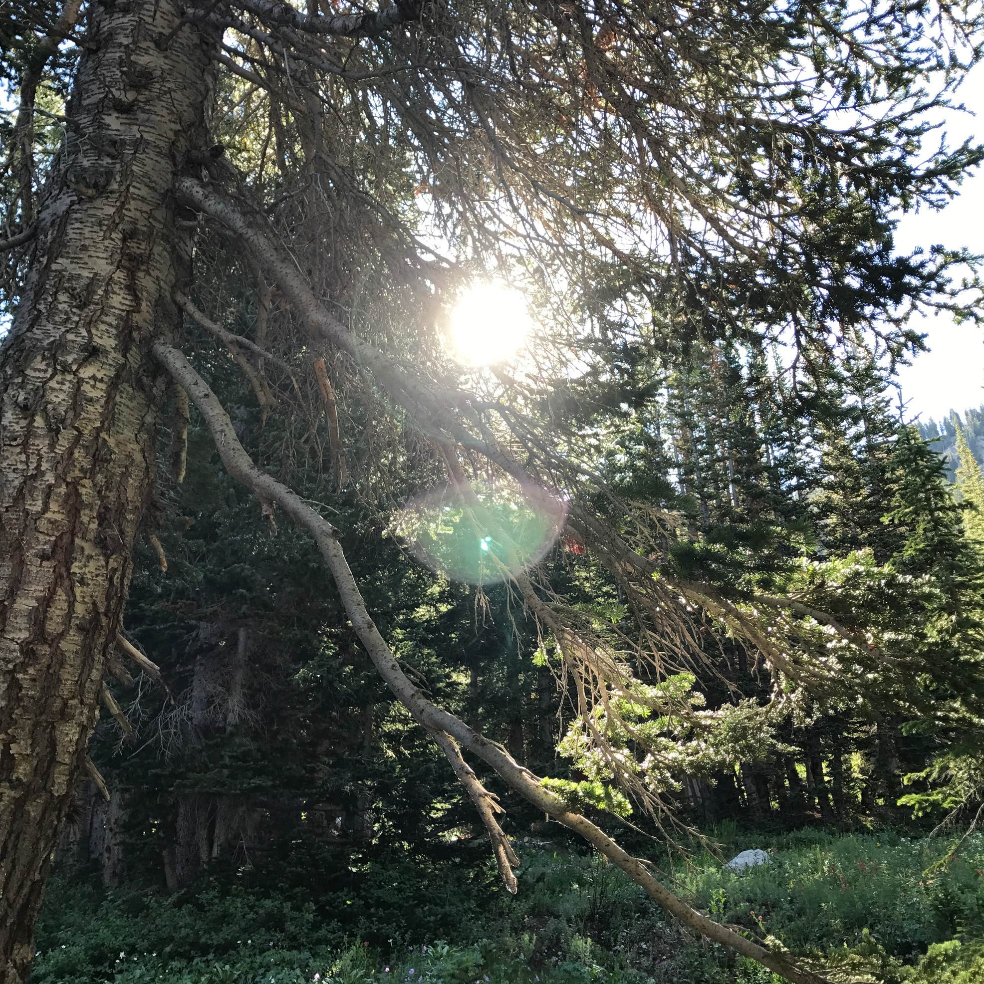 Albion Basin Camping | The Dyrt