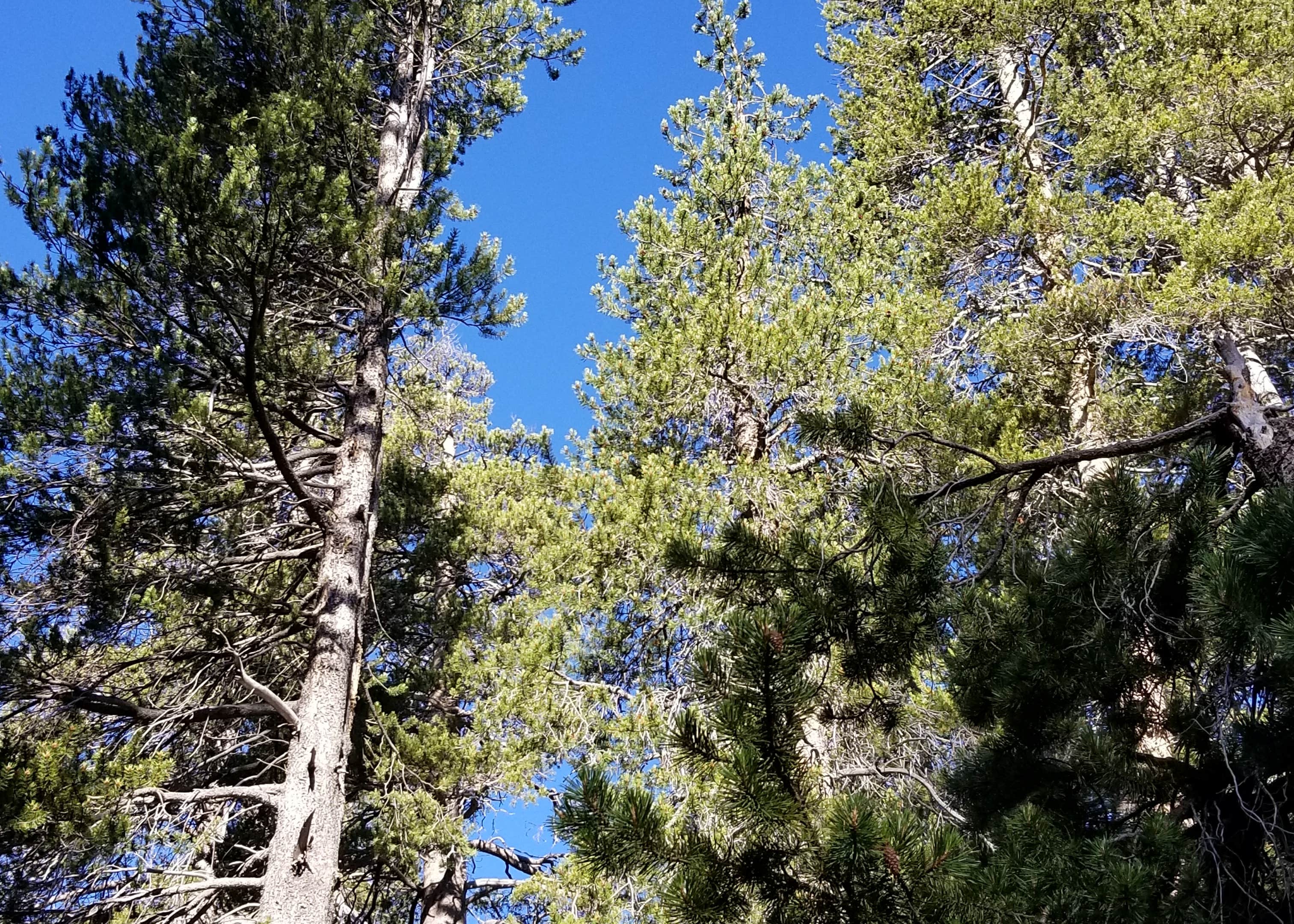 Badger Flats Group Camping | The Dyrt