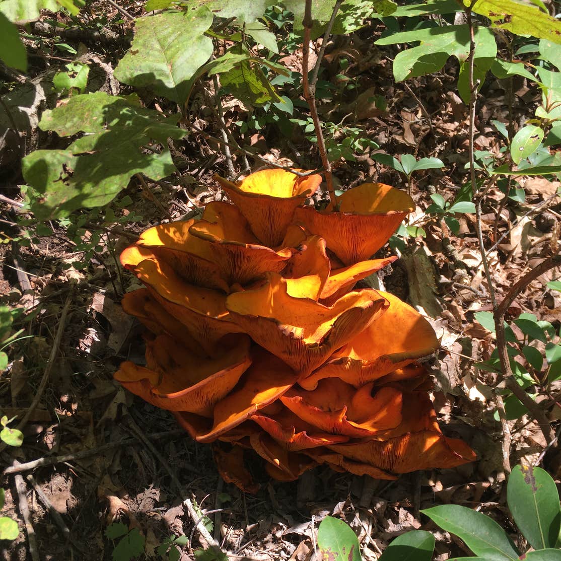 Elizabeth Furnace Family Campground | Strasburg, VA