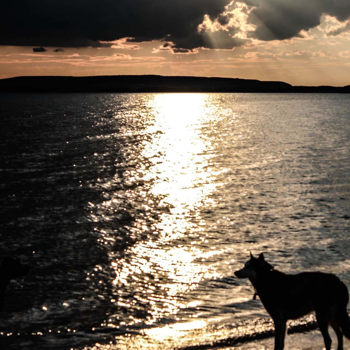 Sandy Beach Dune and Willow — Glendo State Park Camping | Glendo, WY