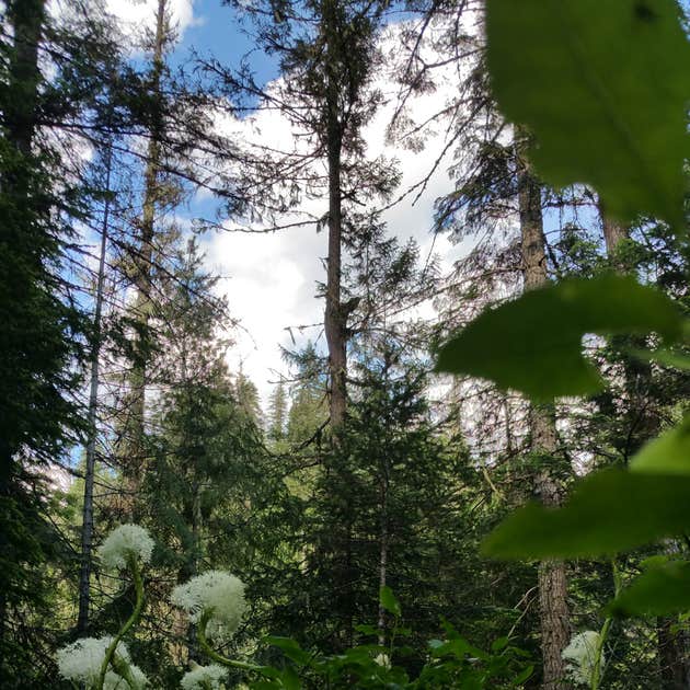 Devils Elbow Camping | Murray, Idaho