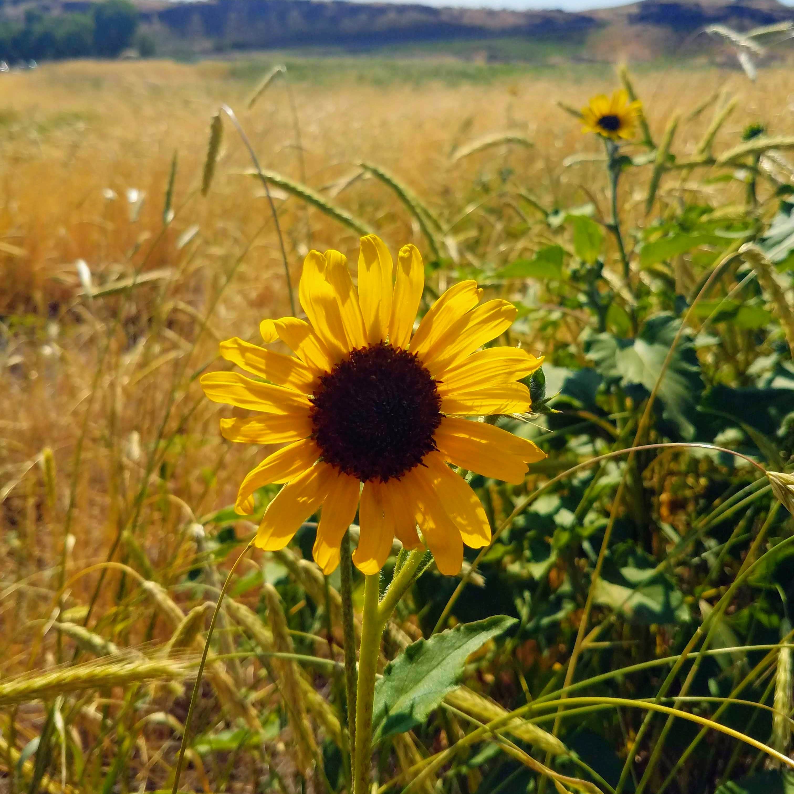 Windust - Lake Sacajawea Camping | Washtucna, Washington
