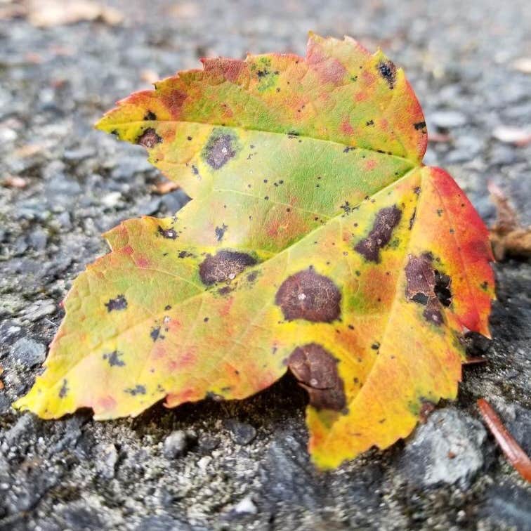 Clarksburg State Park Camping | The Dyrt