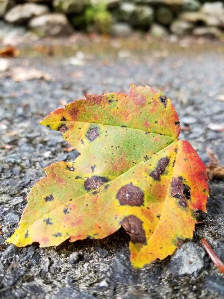 Clarksburg State Park Campground | Clarksburg, MA