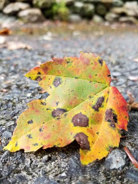 Clarksburg State Park Camping | The Dyrt