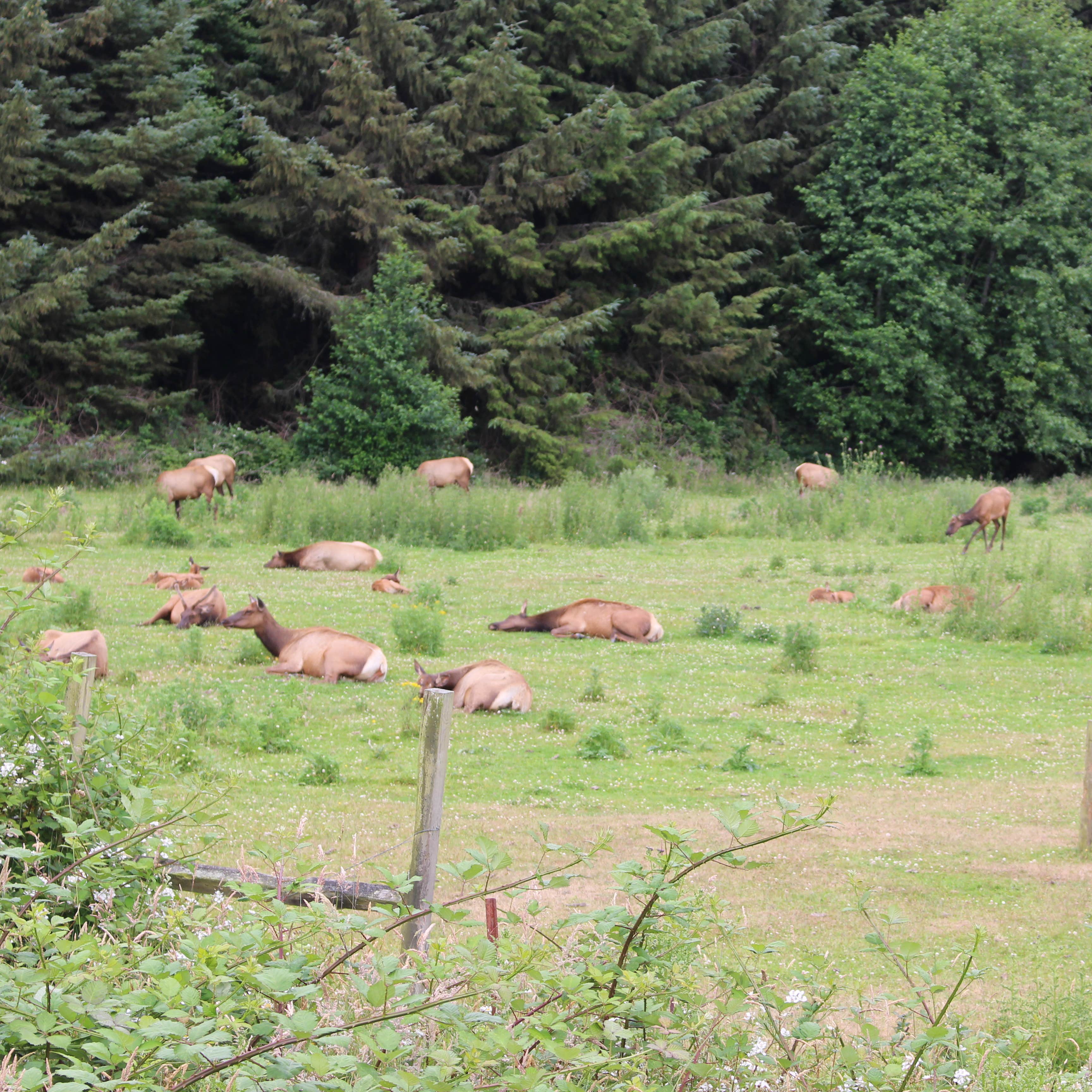 Elk Prairie Campground Camping | The Dyrt