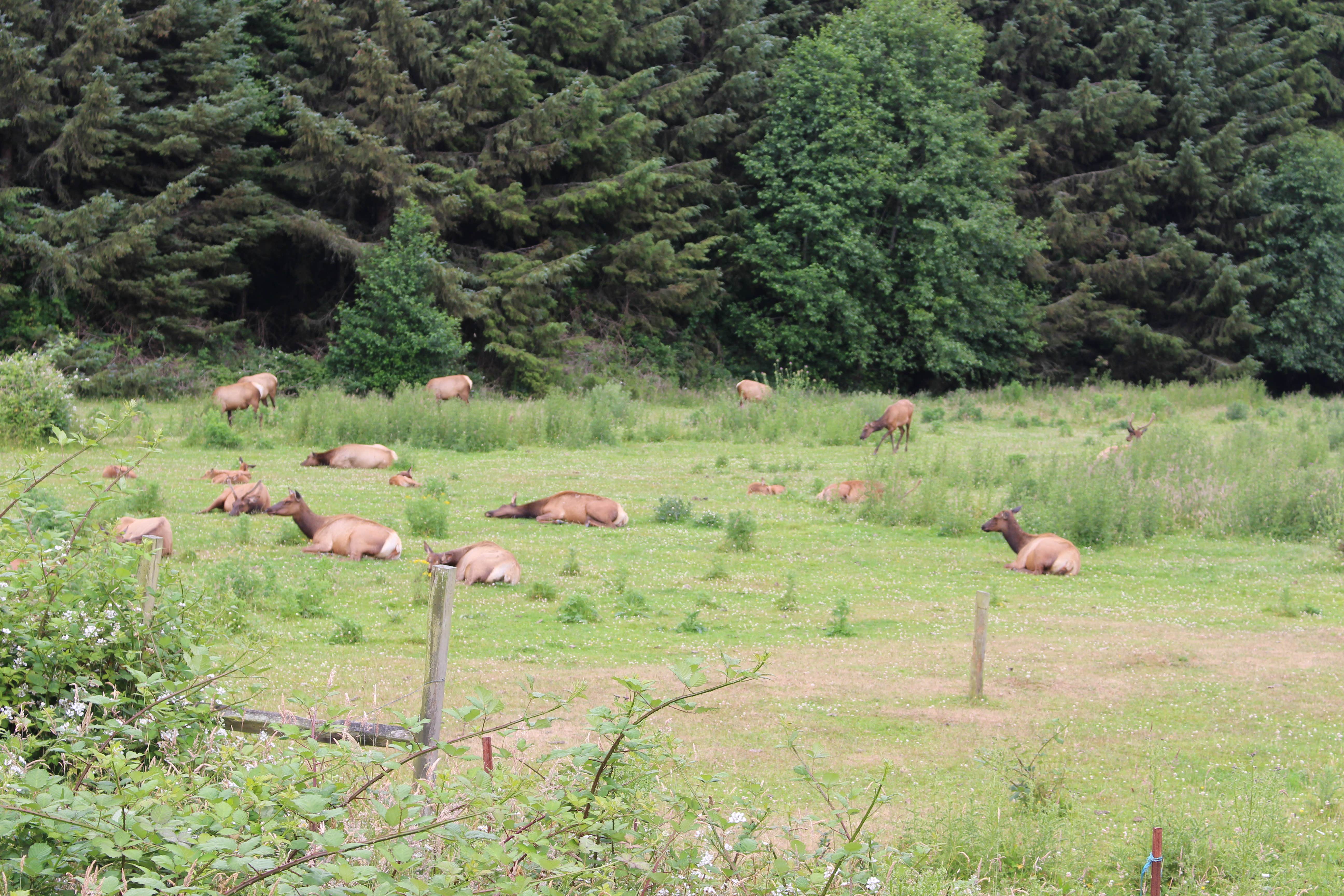 Elk Prairie Campground — Prairie Creek Redwoods State Park | Orick, CA