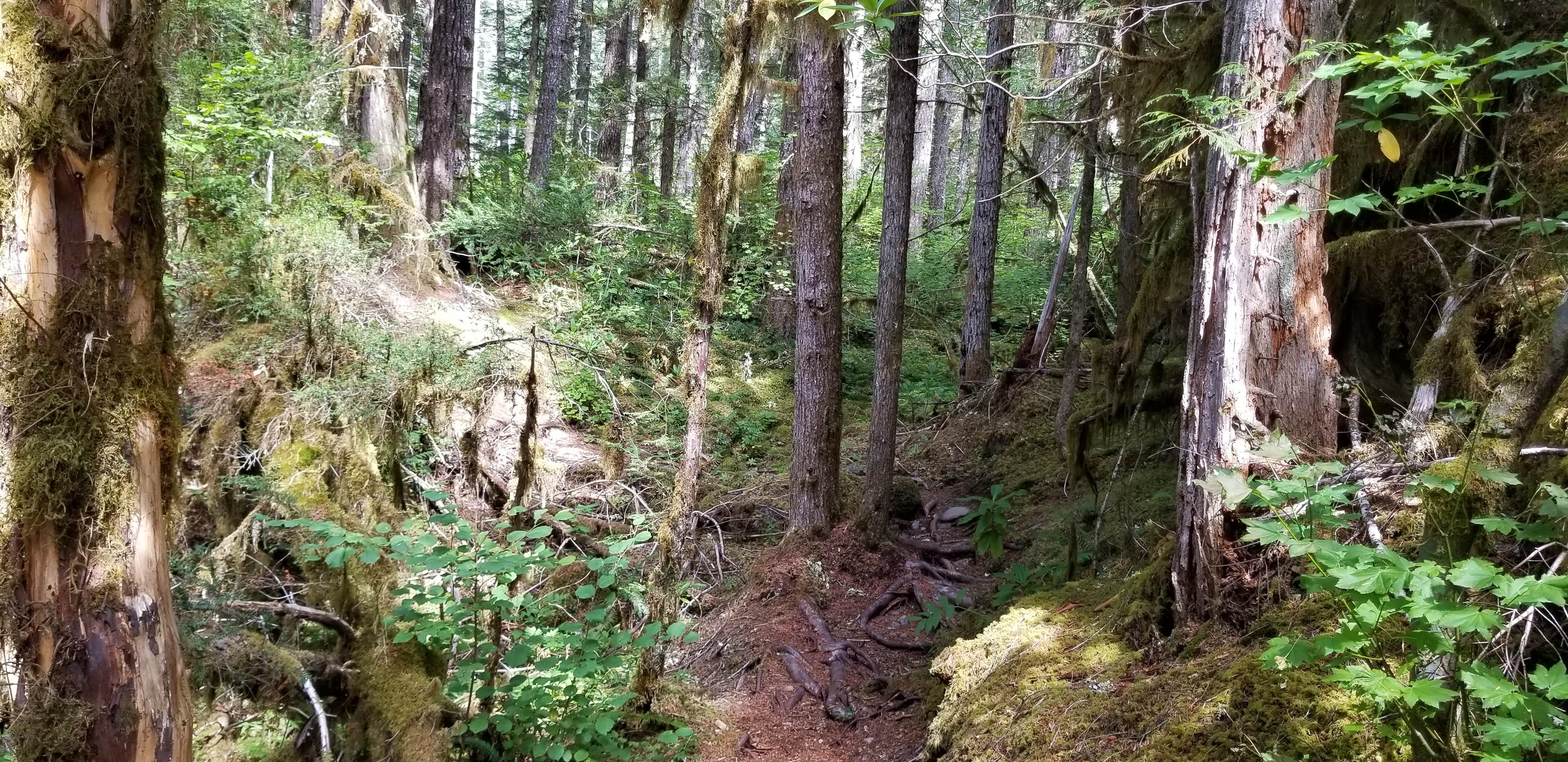 Humbug Campground | Detroit, OR