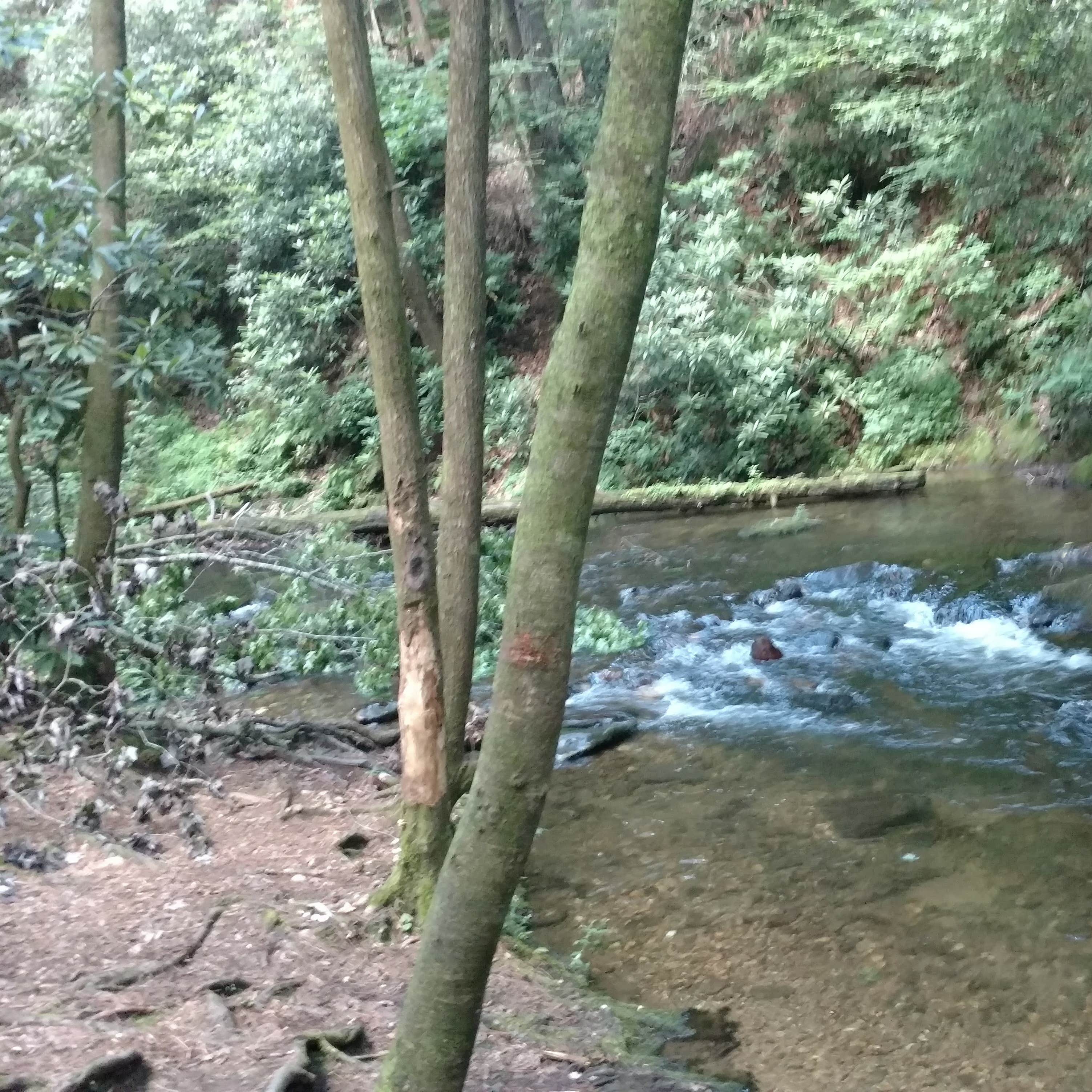 Raven Cliff Falls Camping | The Dyrt