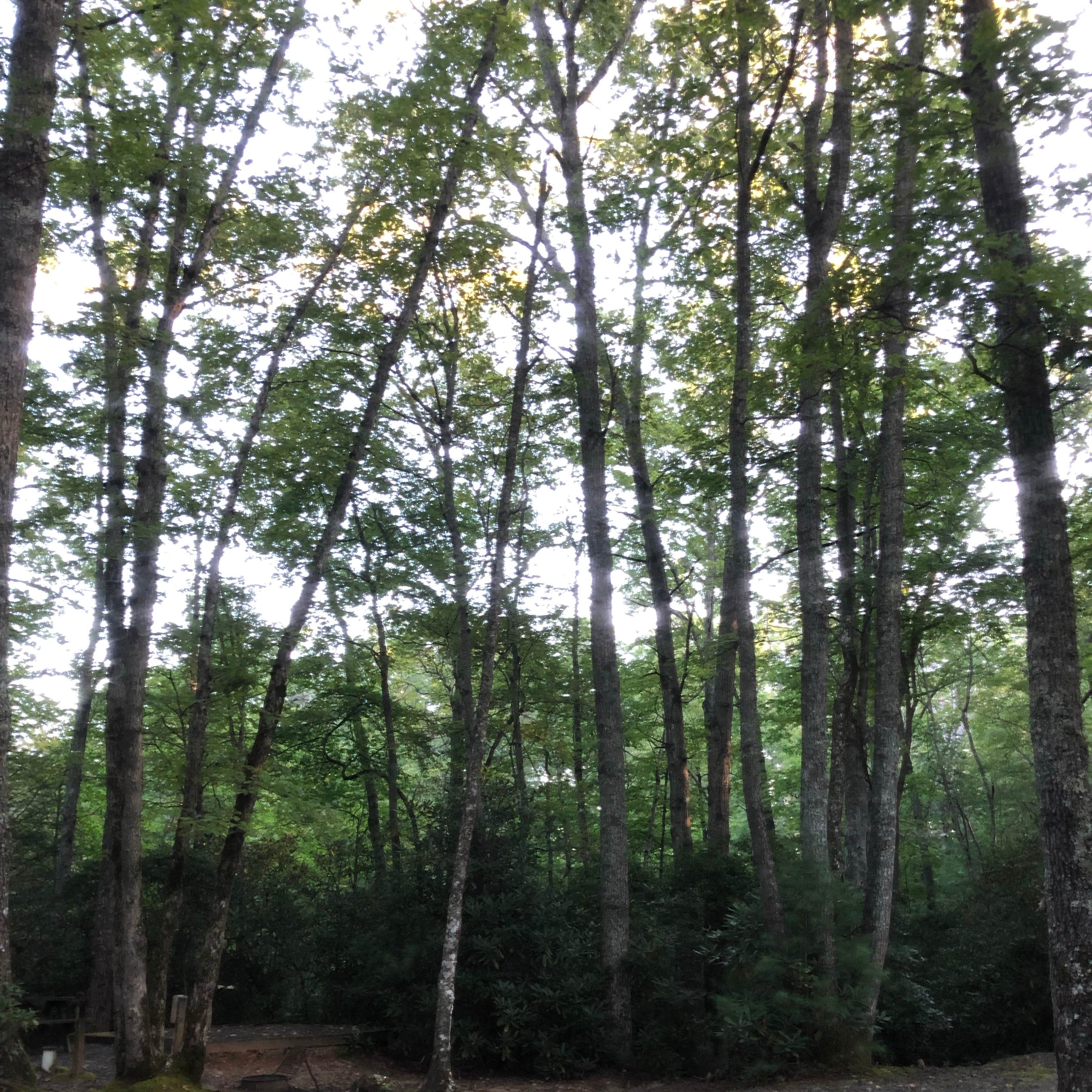 Springmaid Mountain Cabins and Campground Camping | The Dyrt