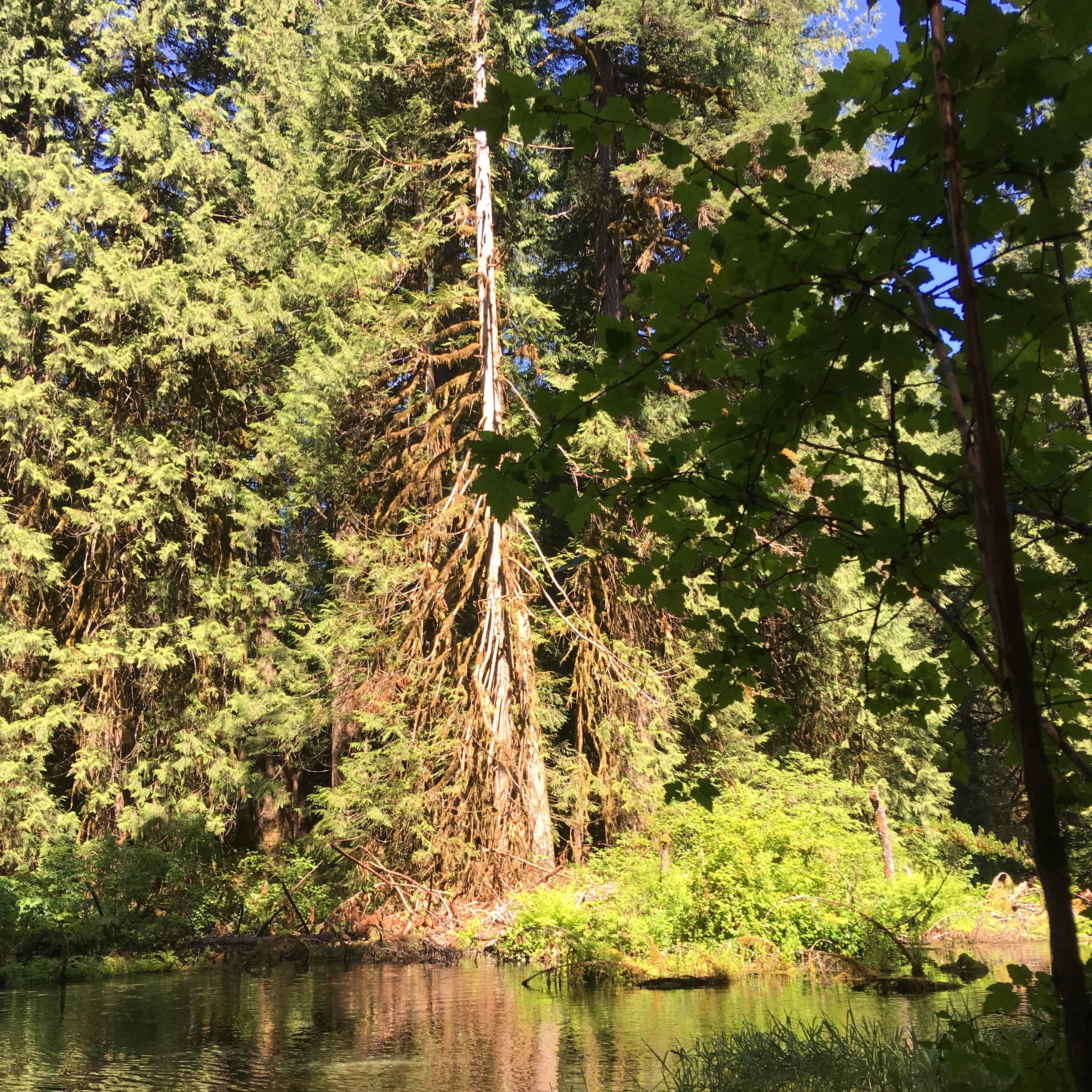 Limberlost Campground | Blue river, OR