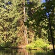 Limberlost Campground | Mckenzie Bridge, Oregon