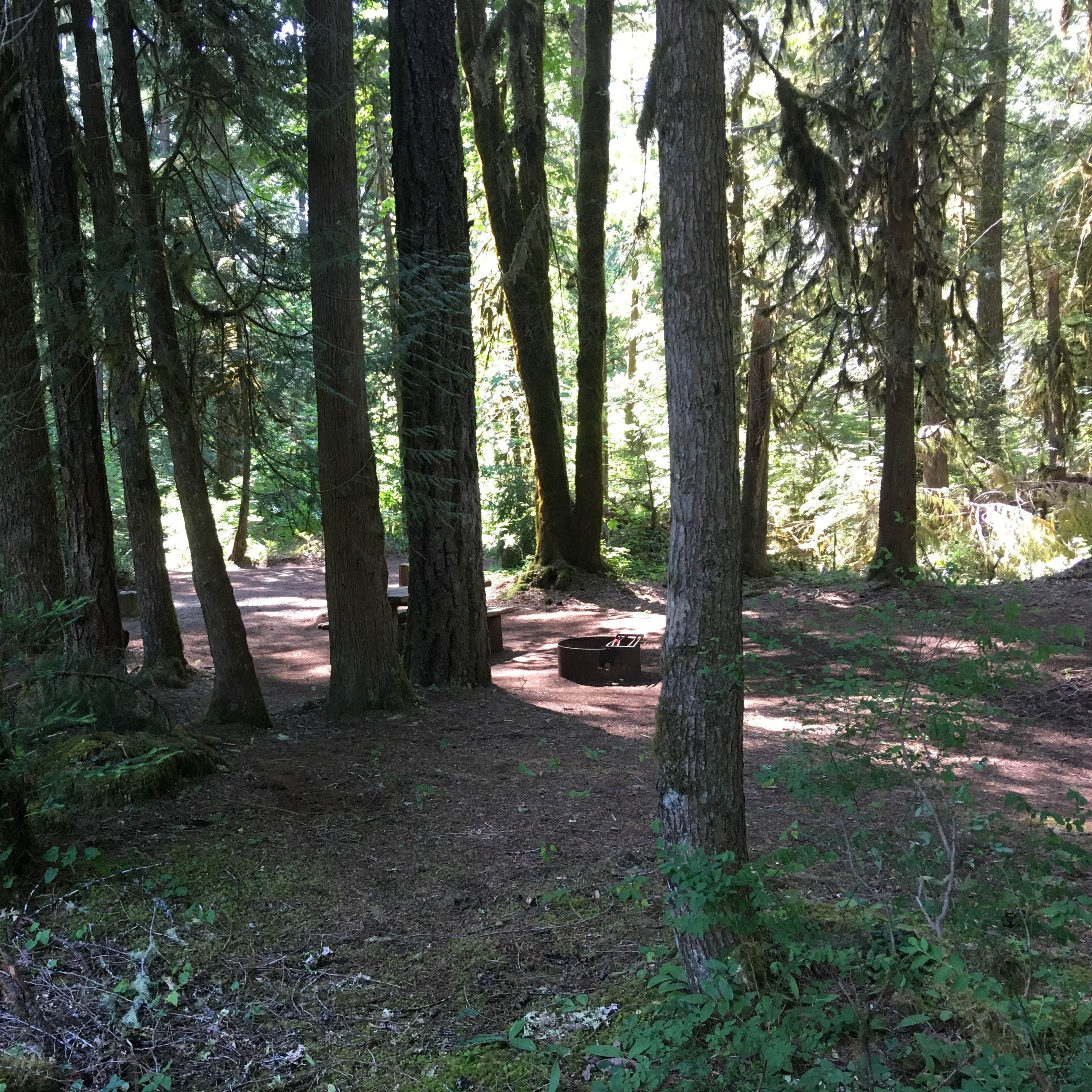 Limberlost Campground | Mckenzie Bridge, Oregon