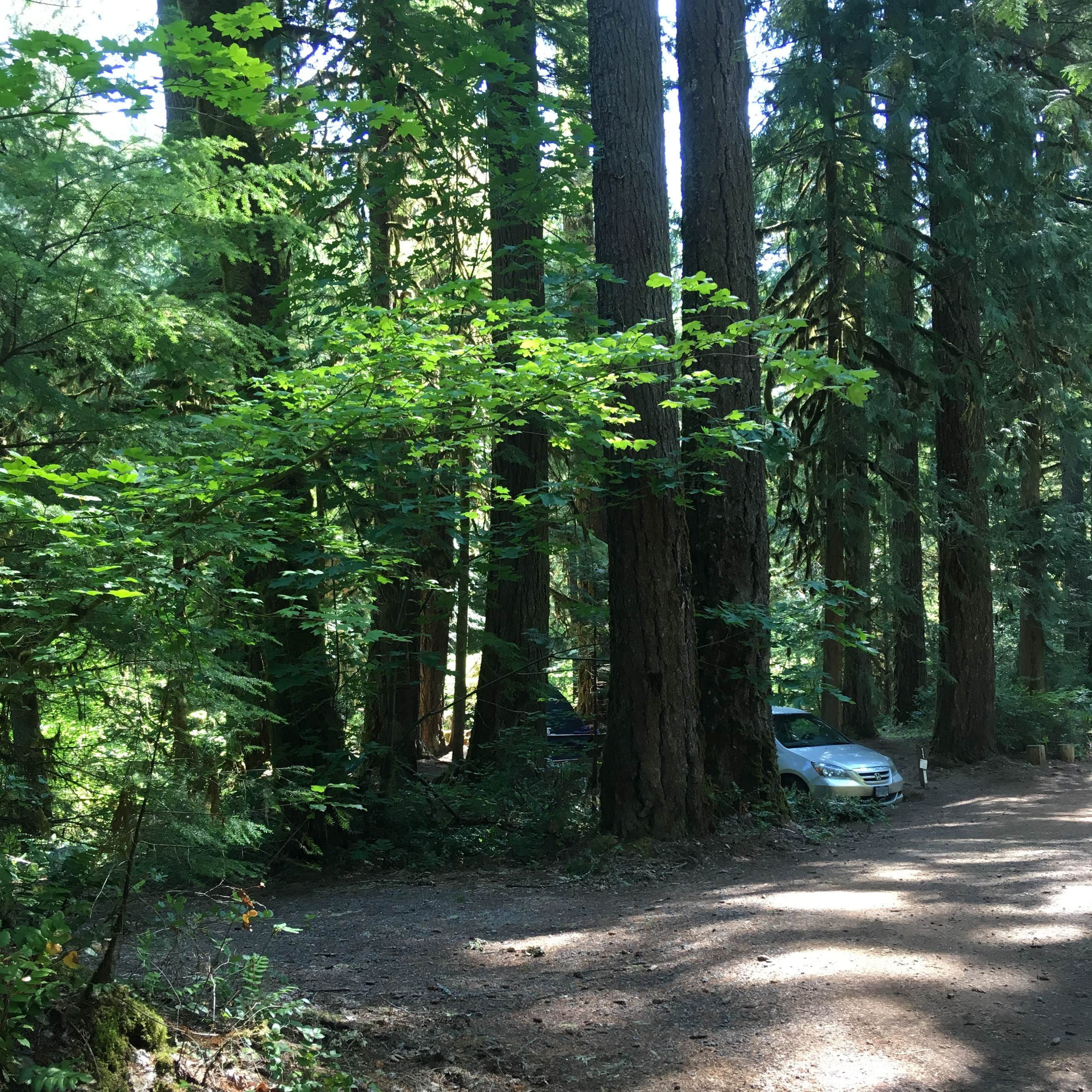 Limberlost Campground | Mckenzie Bridge, Oregon