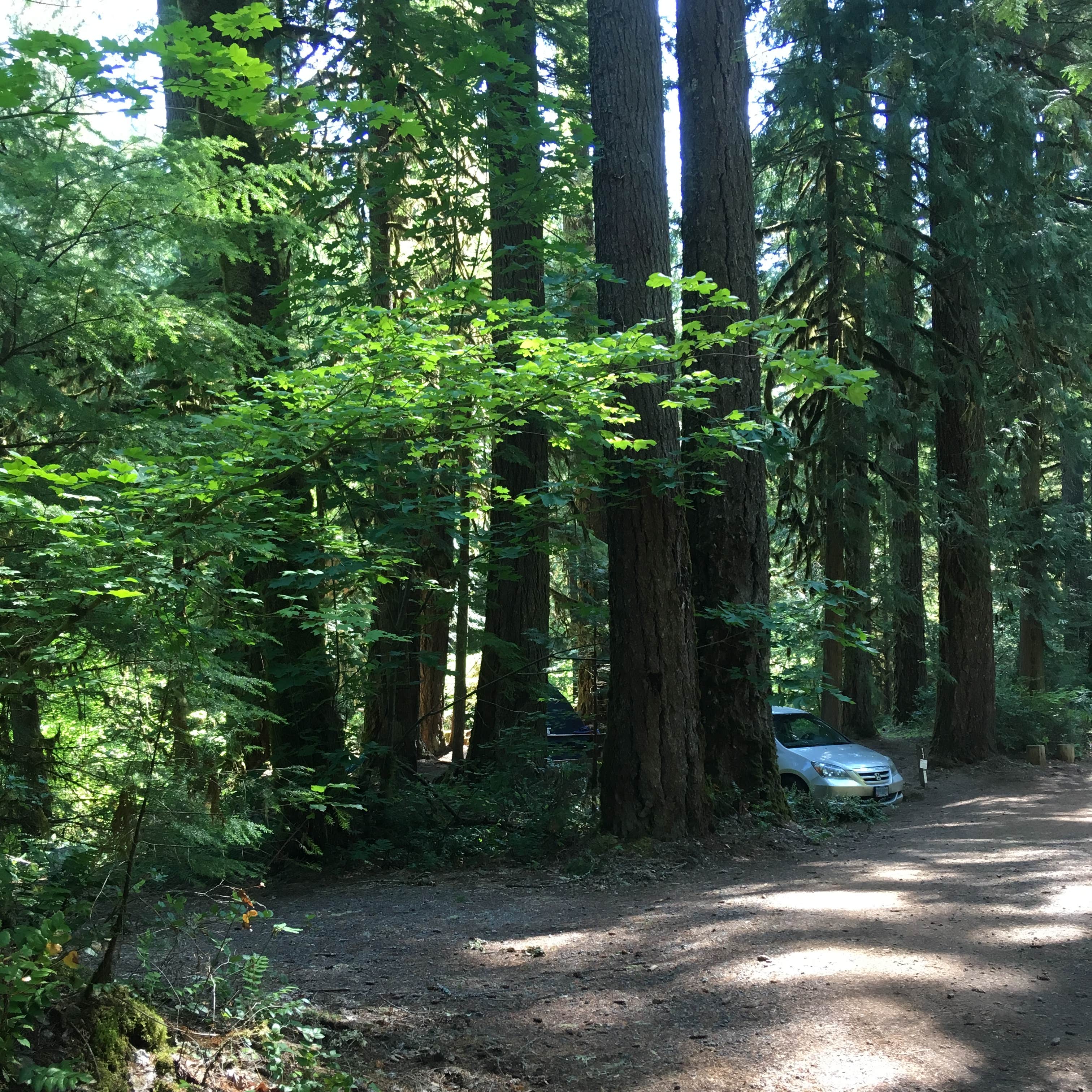 Limberlost Campground | Mckenzie Bridge, Oregon