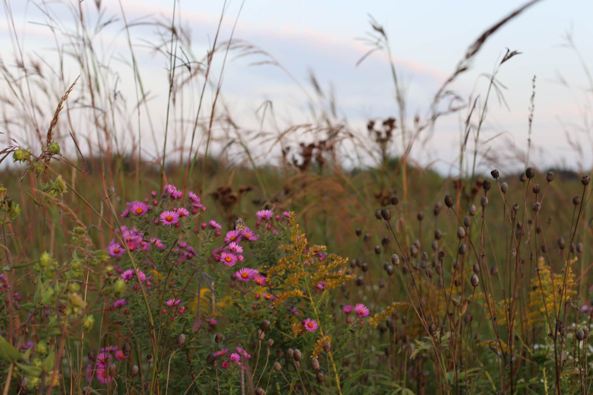Big Rock Campground | Big Rock, Illinois