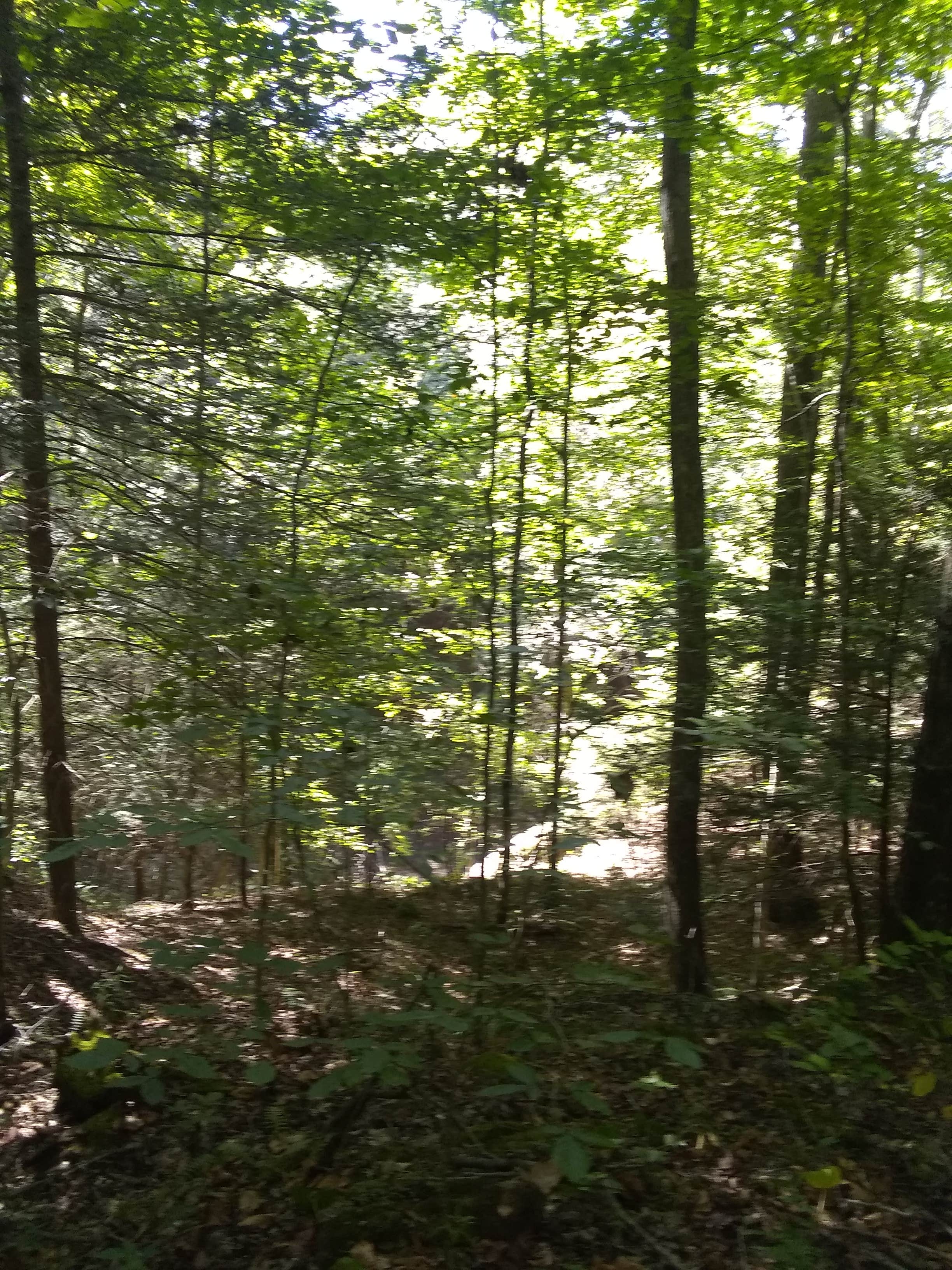 Grove Boat-In Campground | Corbin, KY