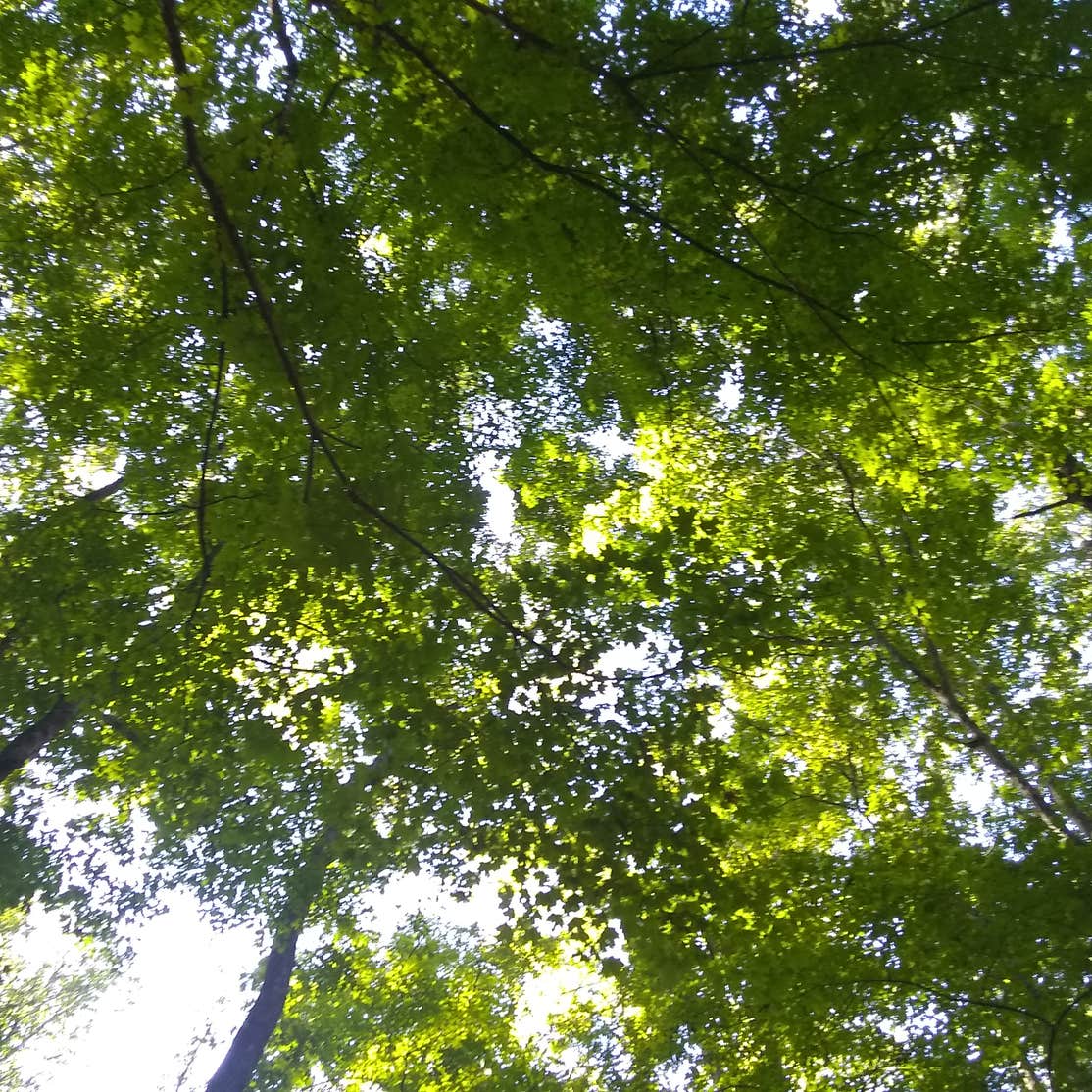 Grove Boat-In Campground | Corbin, KY