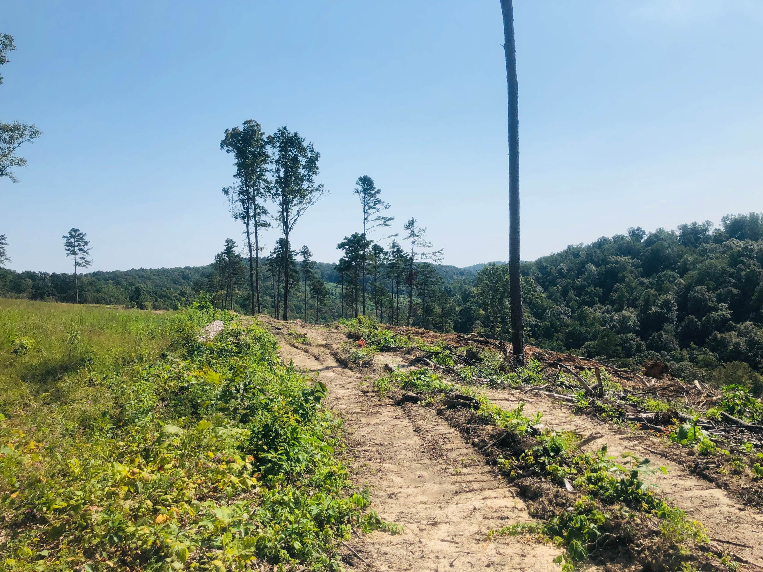 Chuck Swan State Forest Camping | The Dyrt