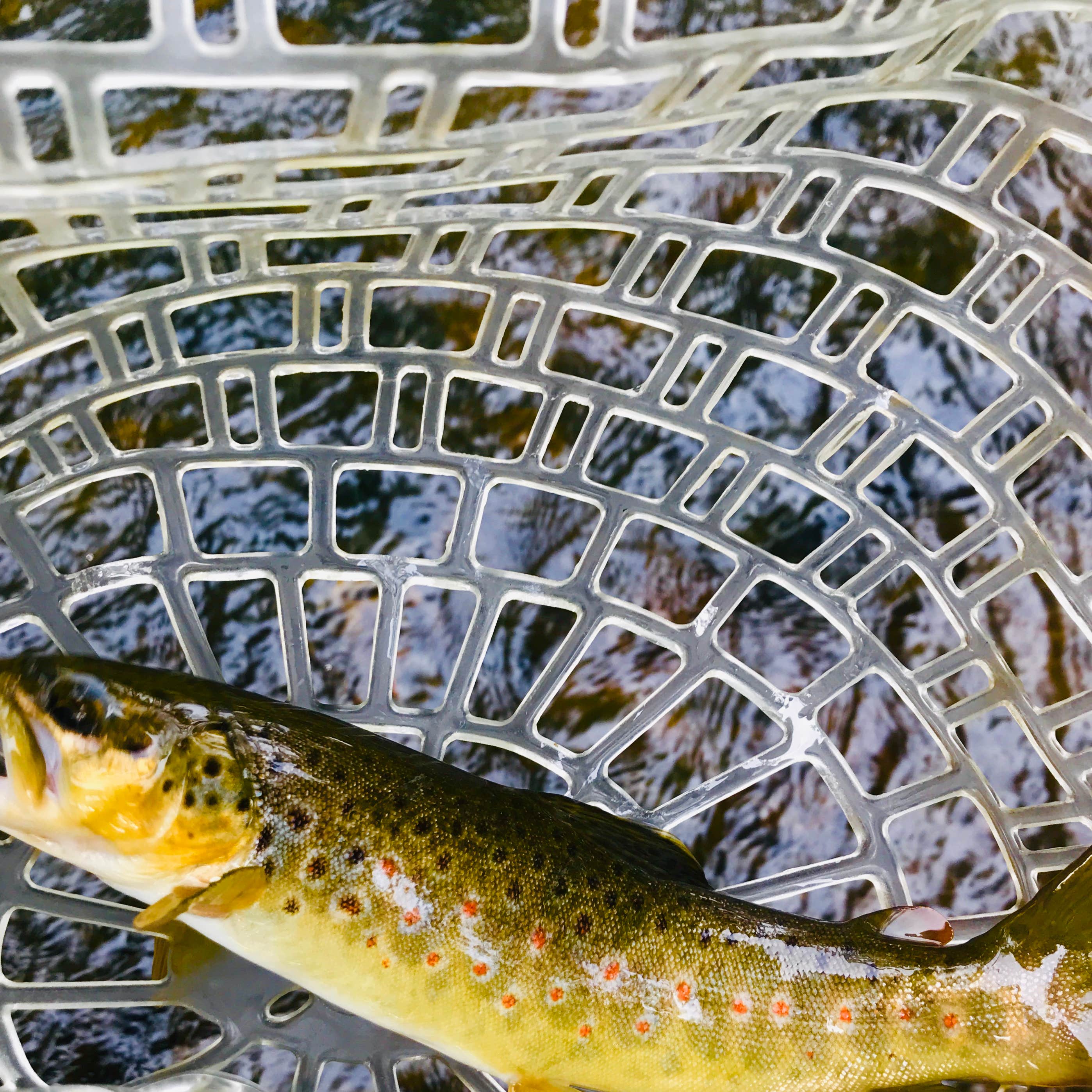 Junebug Campground Camping | The Dyrt