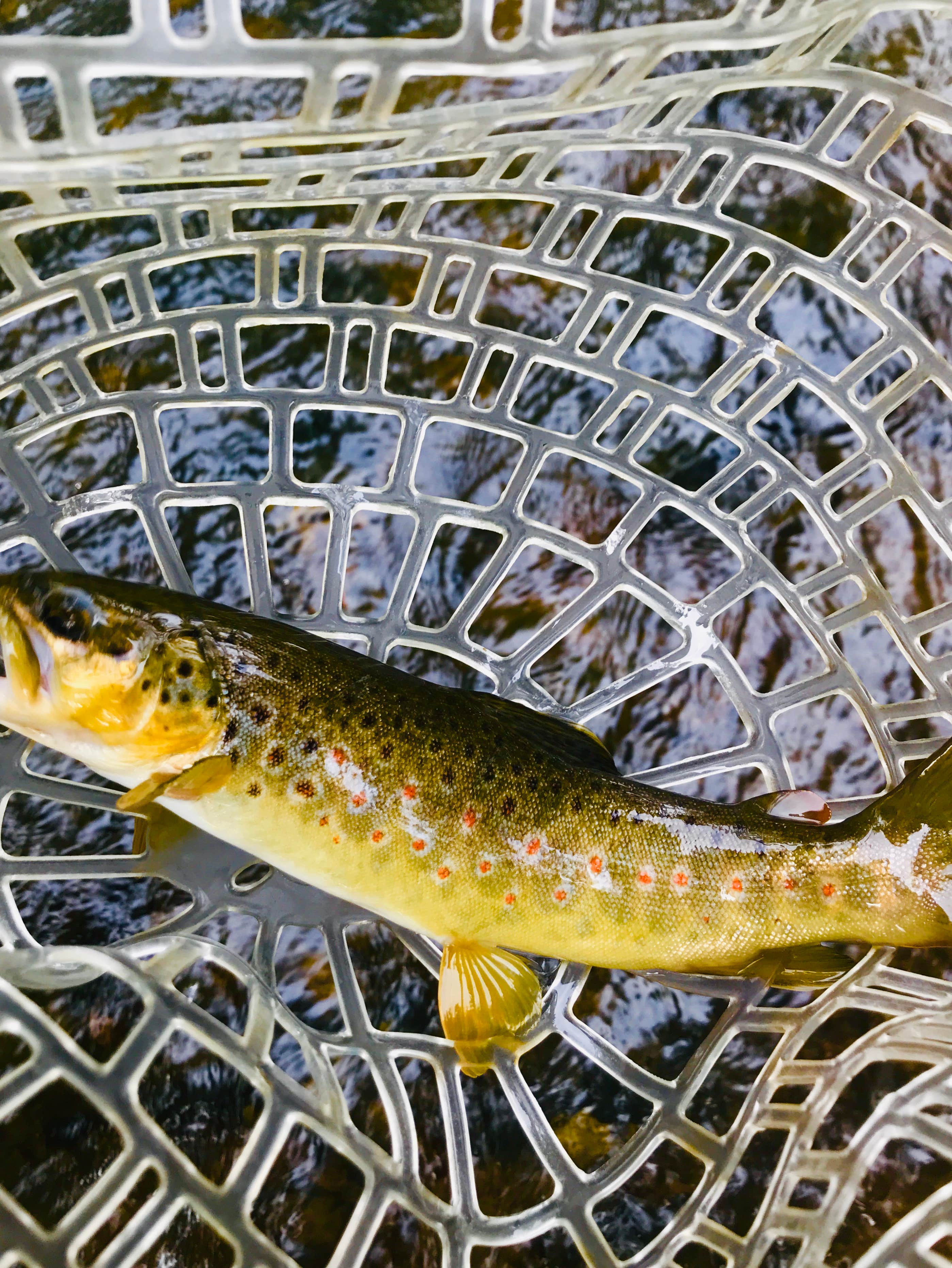 Junebug Campground | Red River, NM