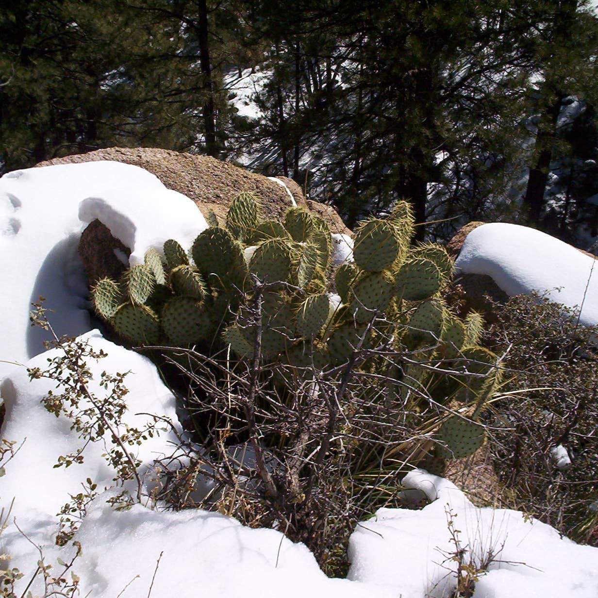 Hualapai Mountain Park Camping | The Dyrt