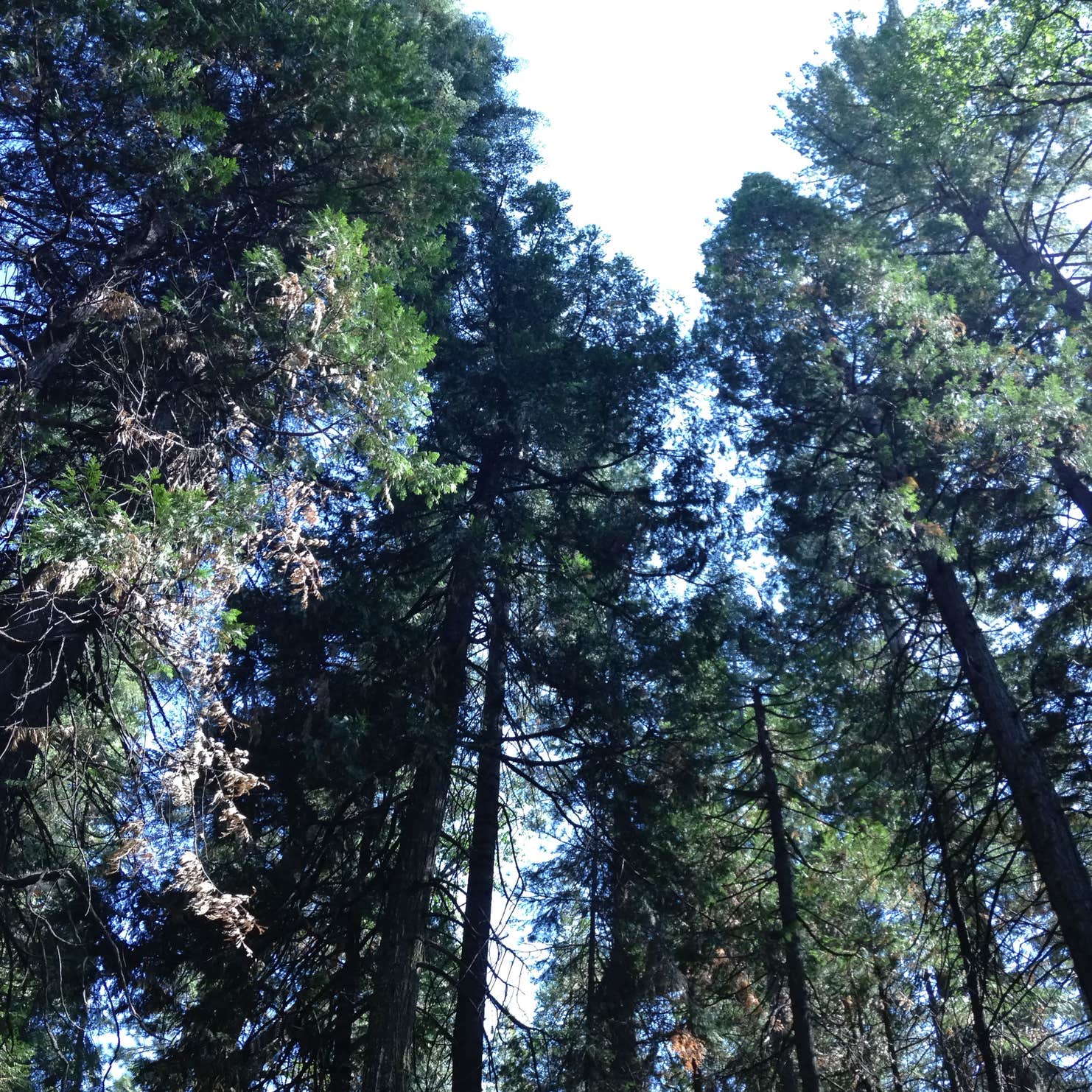 Chilkoot Campground Camping | The Dyrt