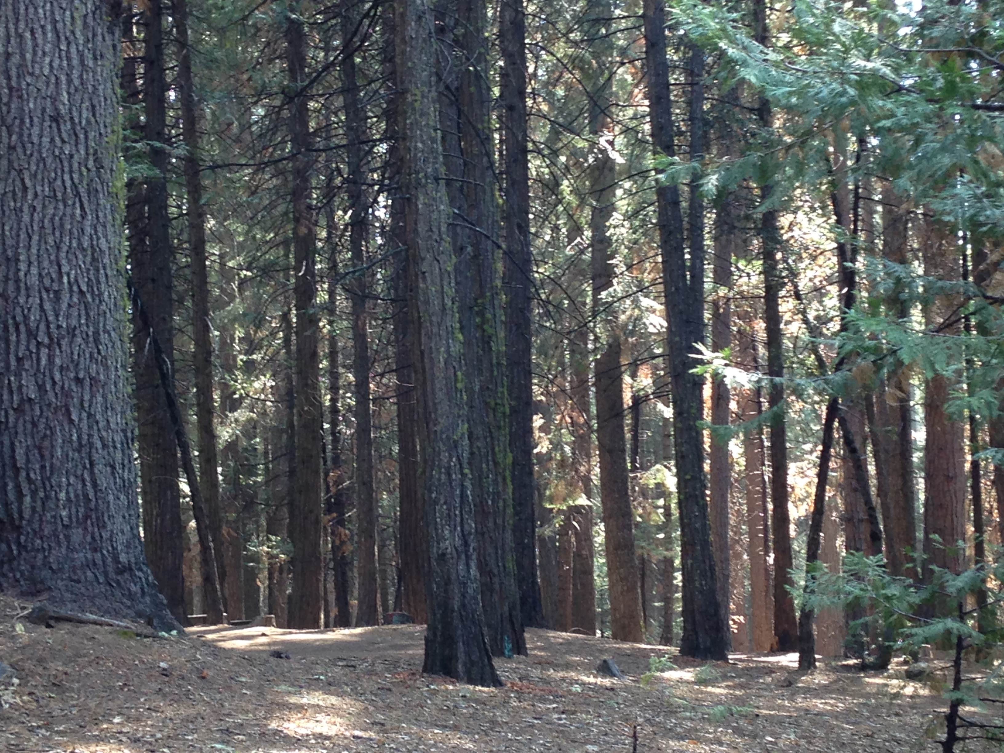 Chilkoot Campground Camping | The Dyrt