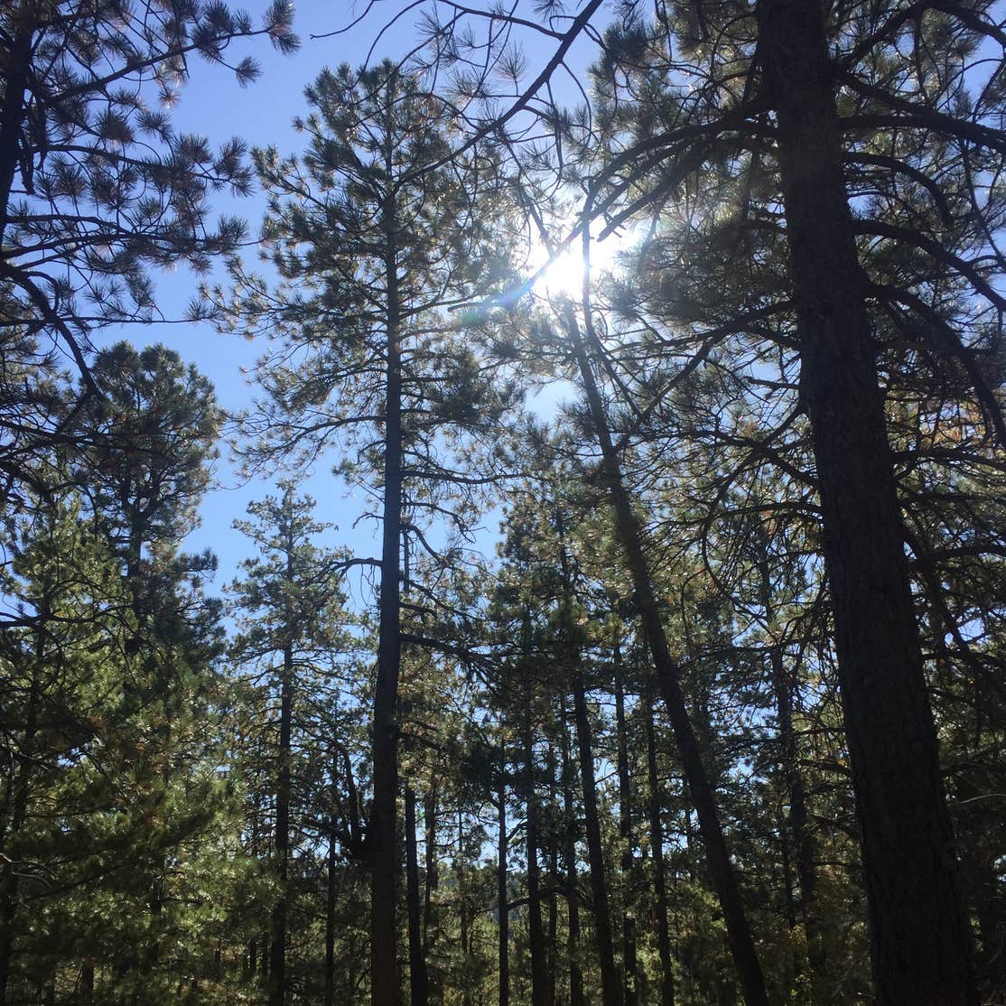 Knoll Lake Campground | Kohls Ranch, Arizona