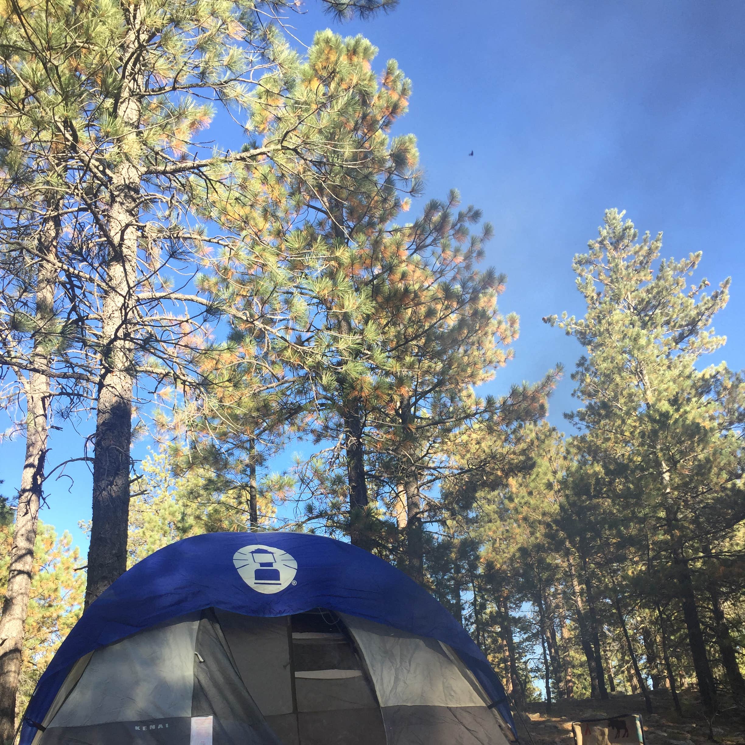 Knoll Lake Campground | Kohls Ranch, Arizona