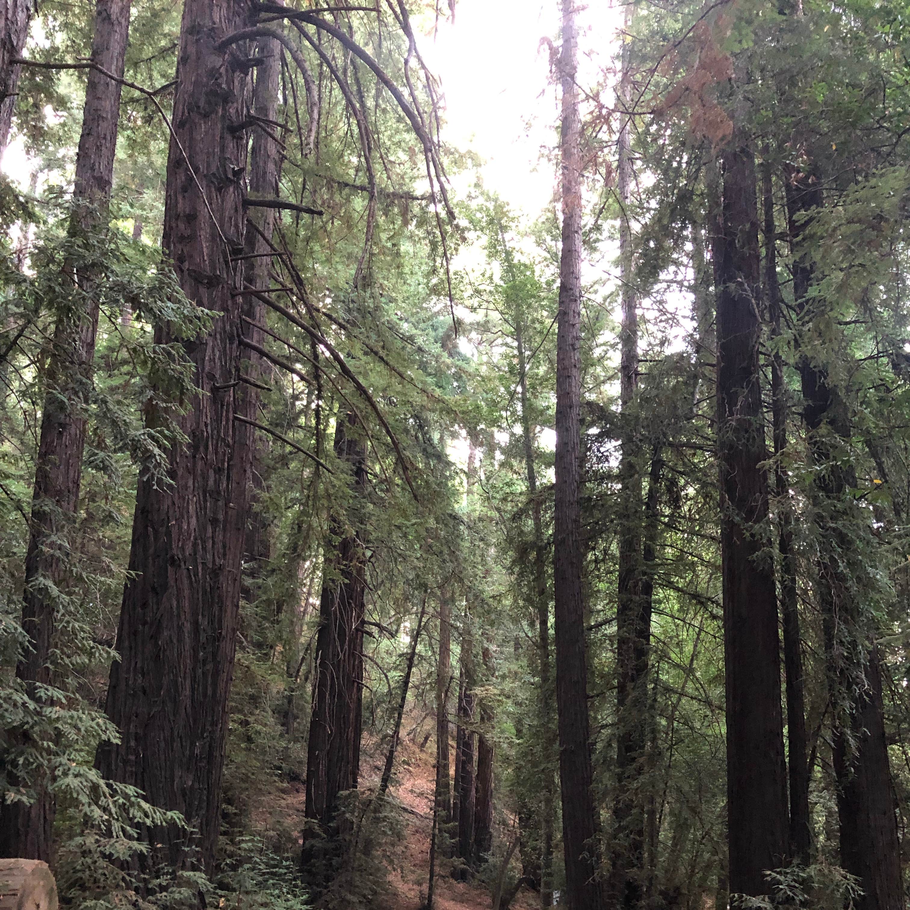 Big Sur Campground & Cabins Camping | The Dyrt