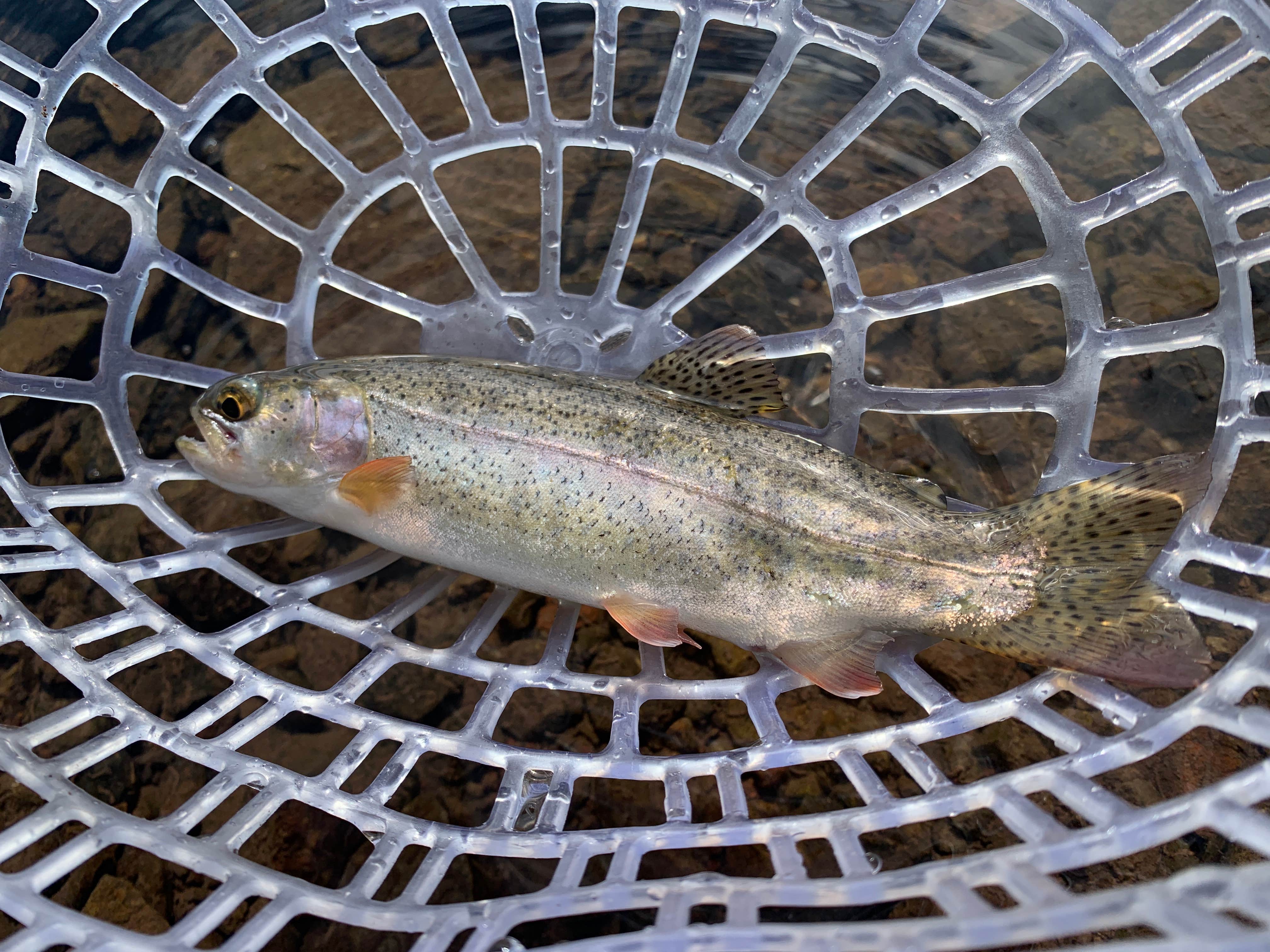 Poage Lake Primitive Campsite | Del Norte, CO