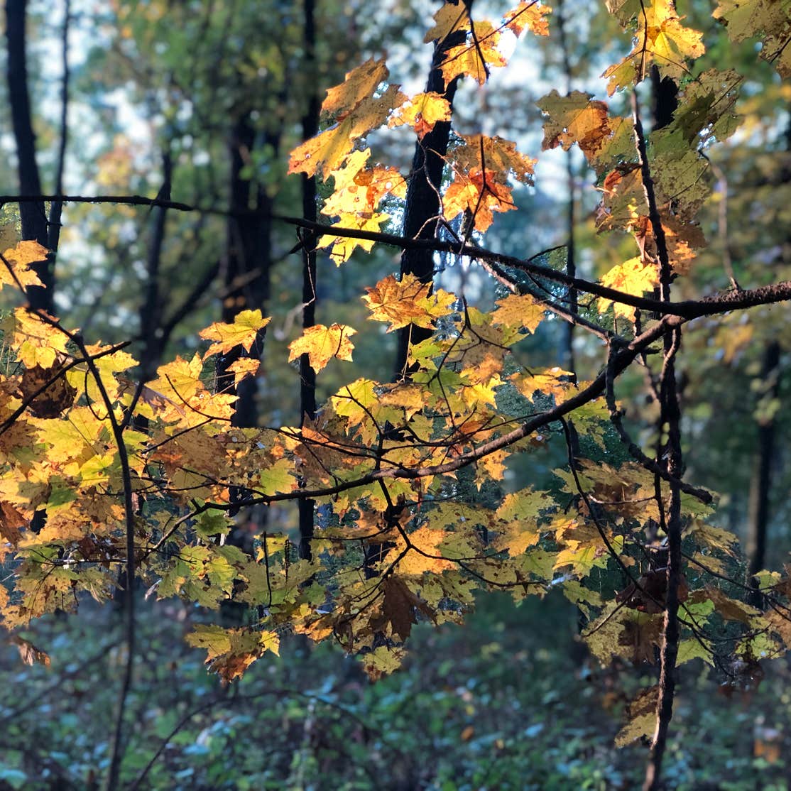 Tohickon Valley County Park Camping | The Dyrt