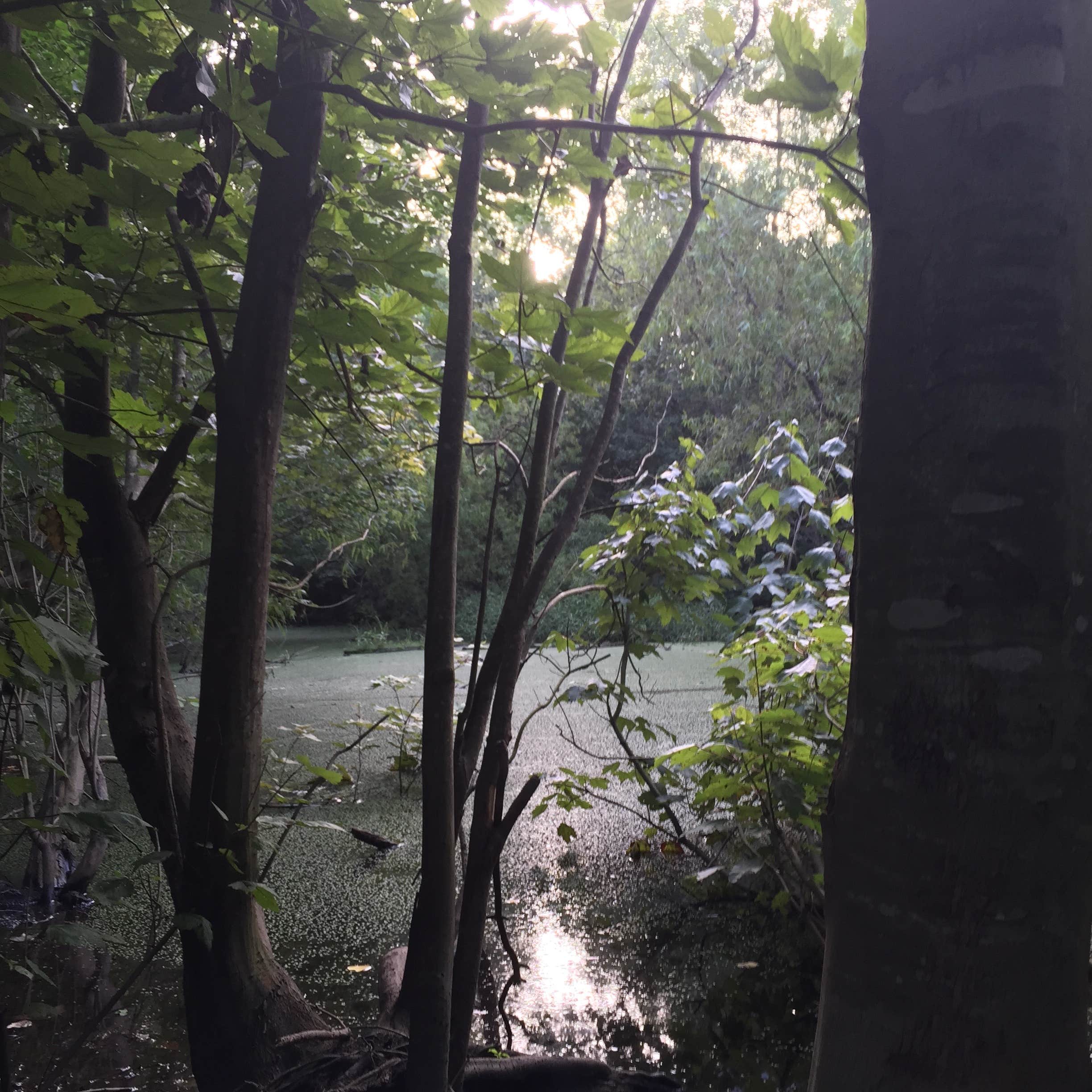 Bayou Segnette State Park Camping | The Dyrt