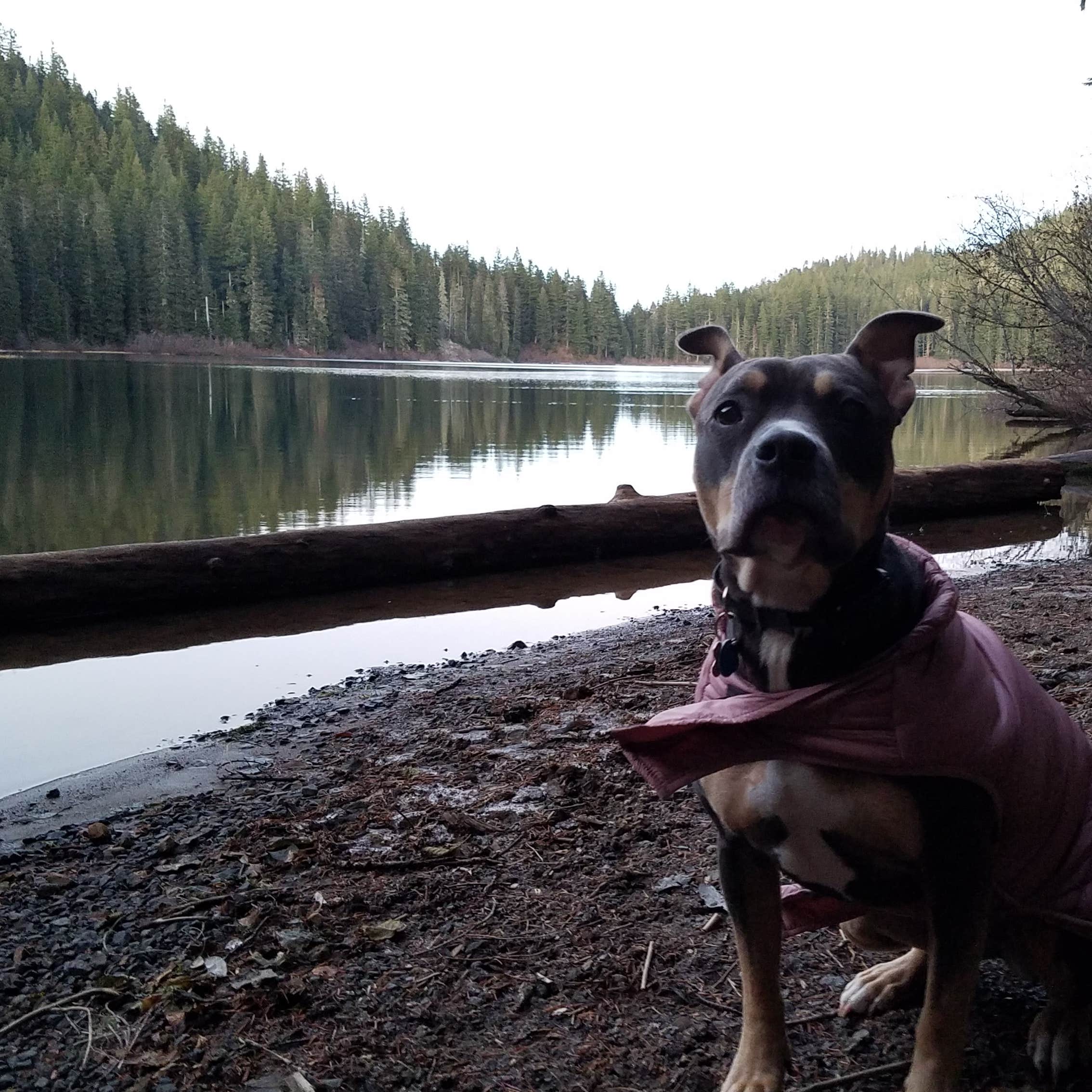 Council Lake Camping | Skamania, WA