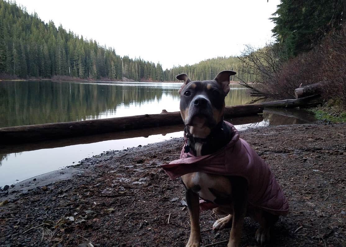 Council Lake Camping | The Dyrt