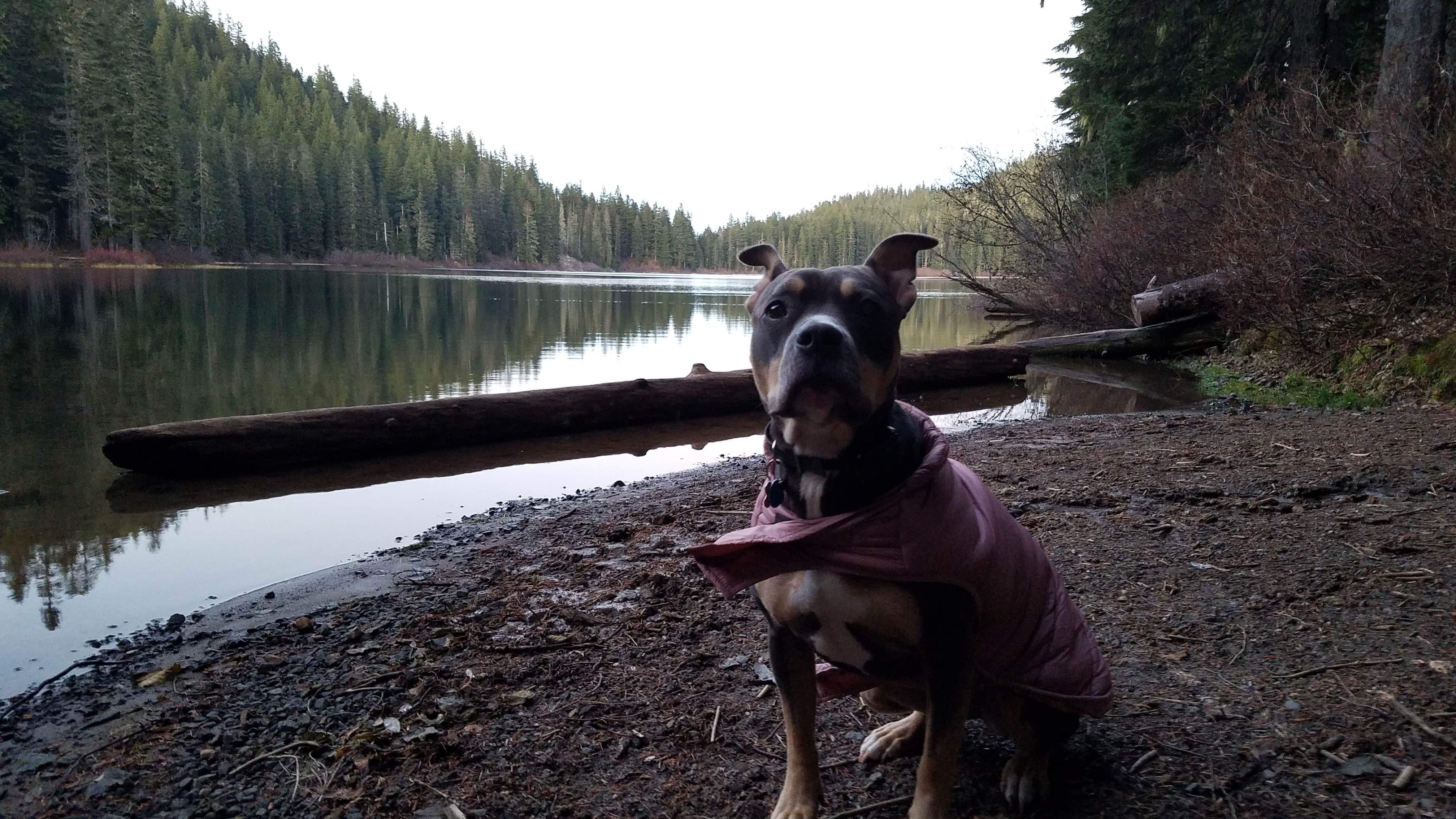 Council Lake Camping | The Dyrt