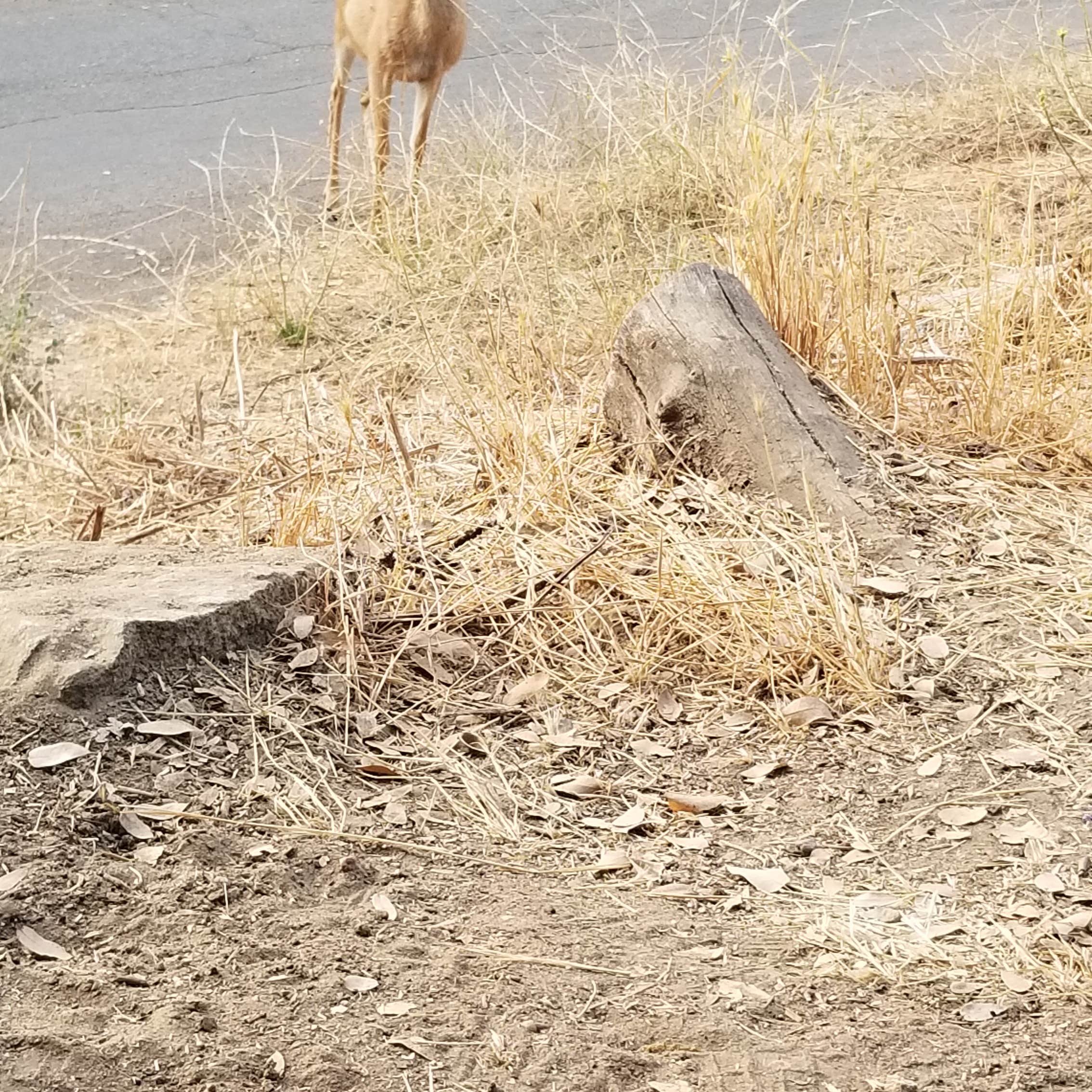 Potwisha Campground Camping | The Dyrt