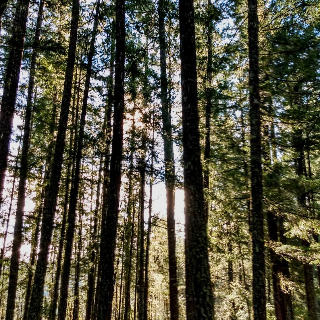 Lake Selmac County Park Camping | Selma, Oregon