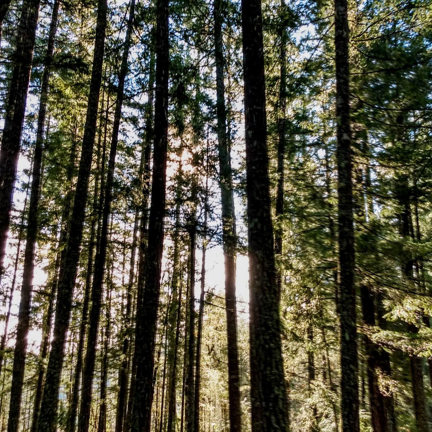 Lake Selmac County Park Camping | Selma, Oregon