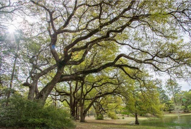 Open Pond Recreation Area Camping | The Dyrt