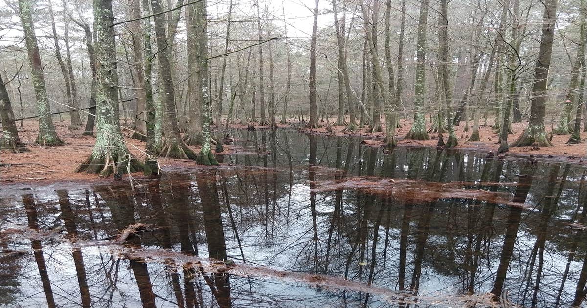 Stuart Complex Camping | Pollock, LA