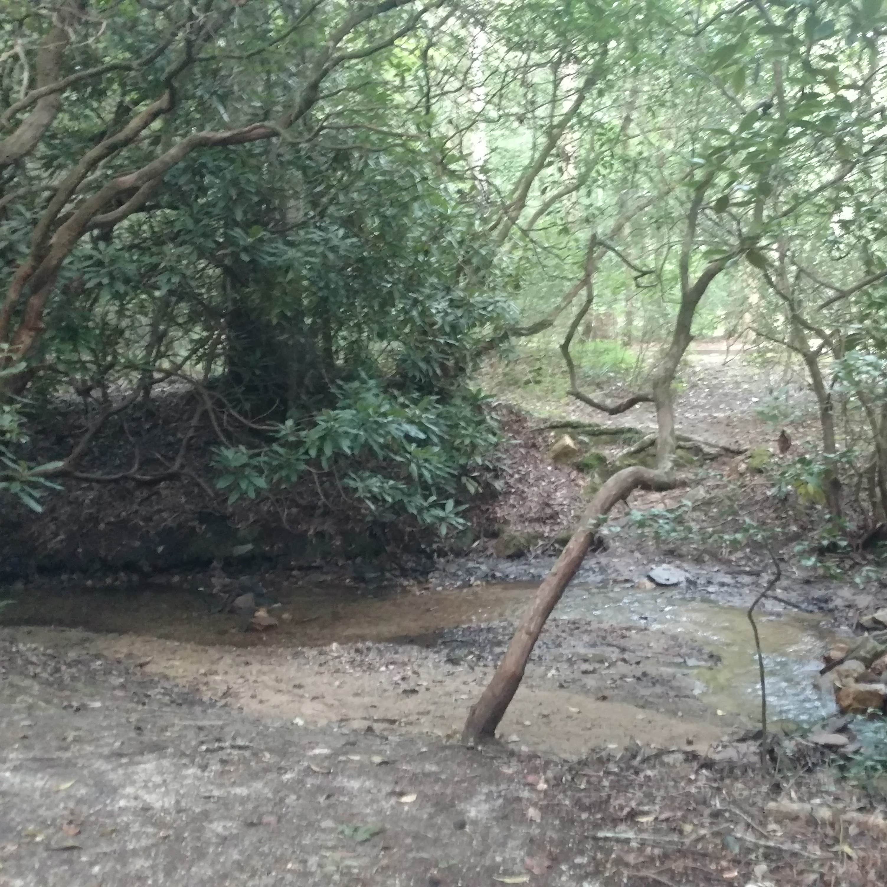 Lake Rabun Beach Recreation Area Camping | The Dyrt