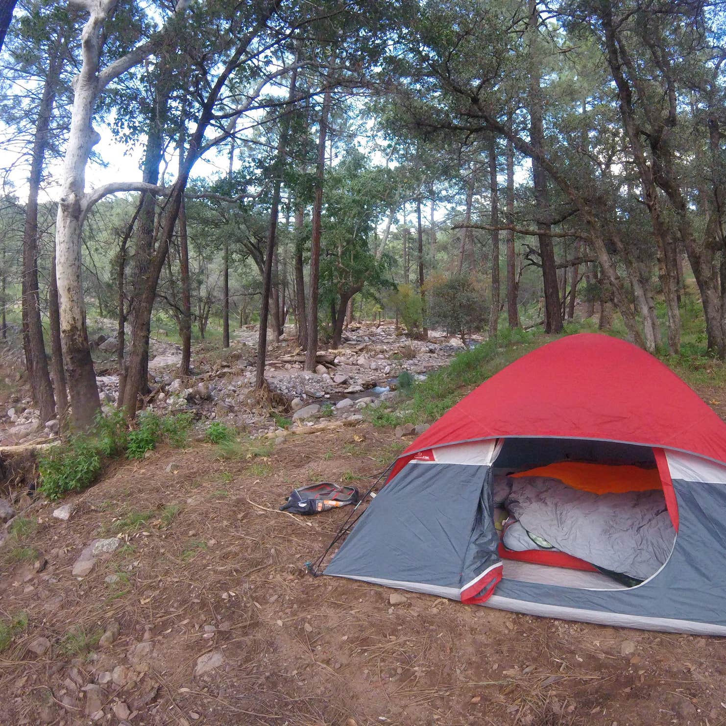 Sycamore Campground | Portal, Arizona