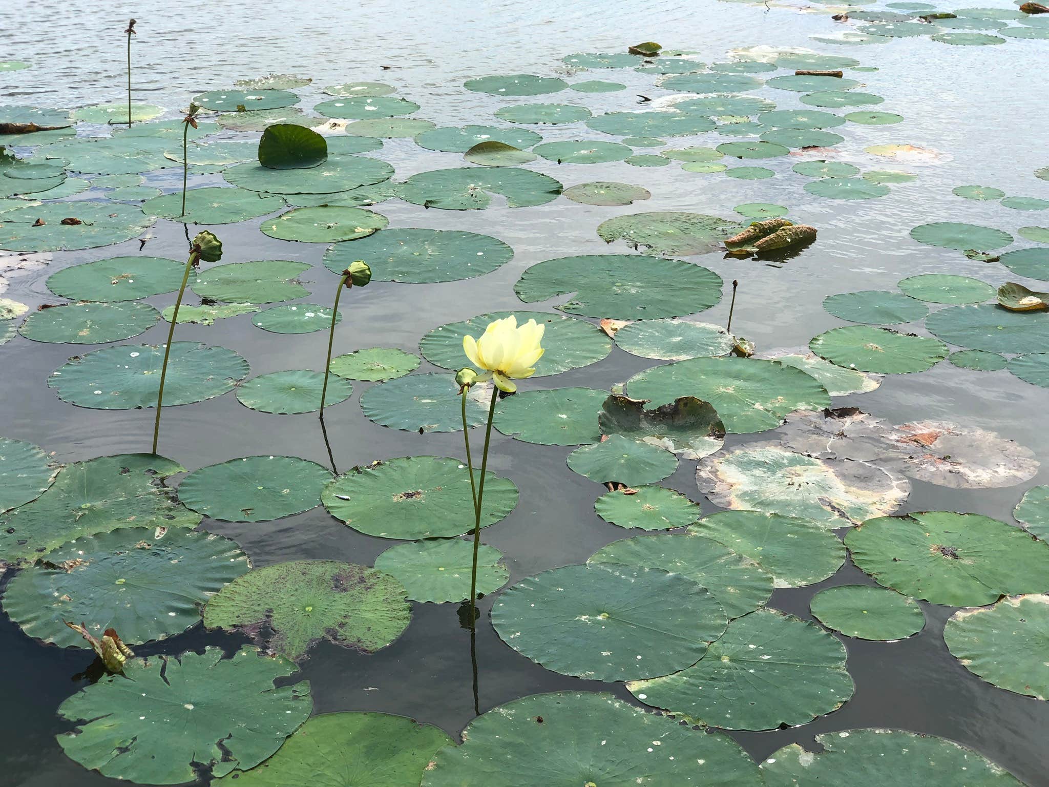 Spring Lake State Fish and Wildlife Area Camping | Manito, IL