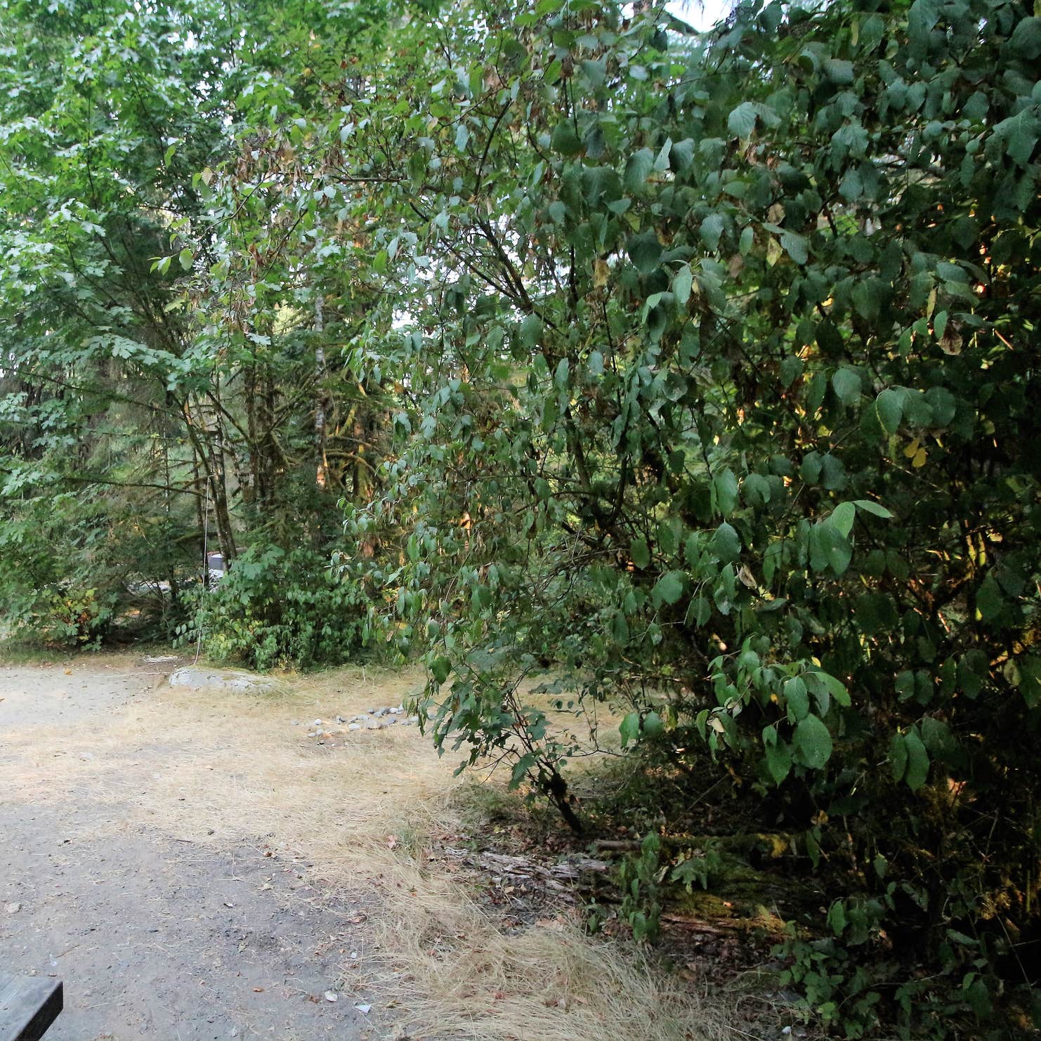 Verlot Campground Camping | The Dyrt