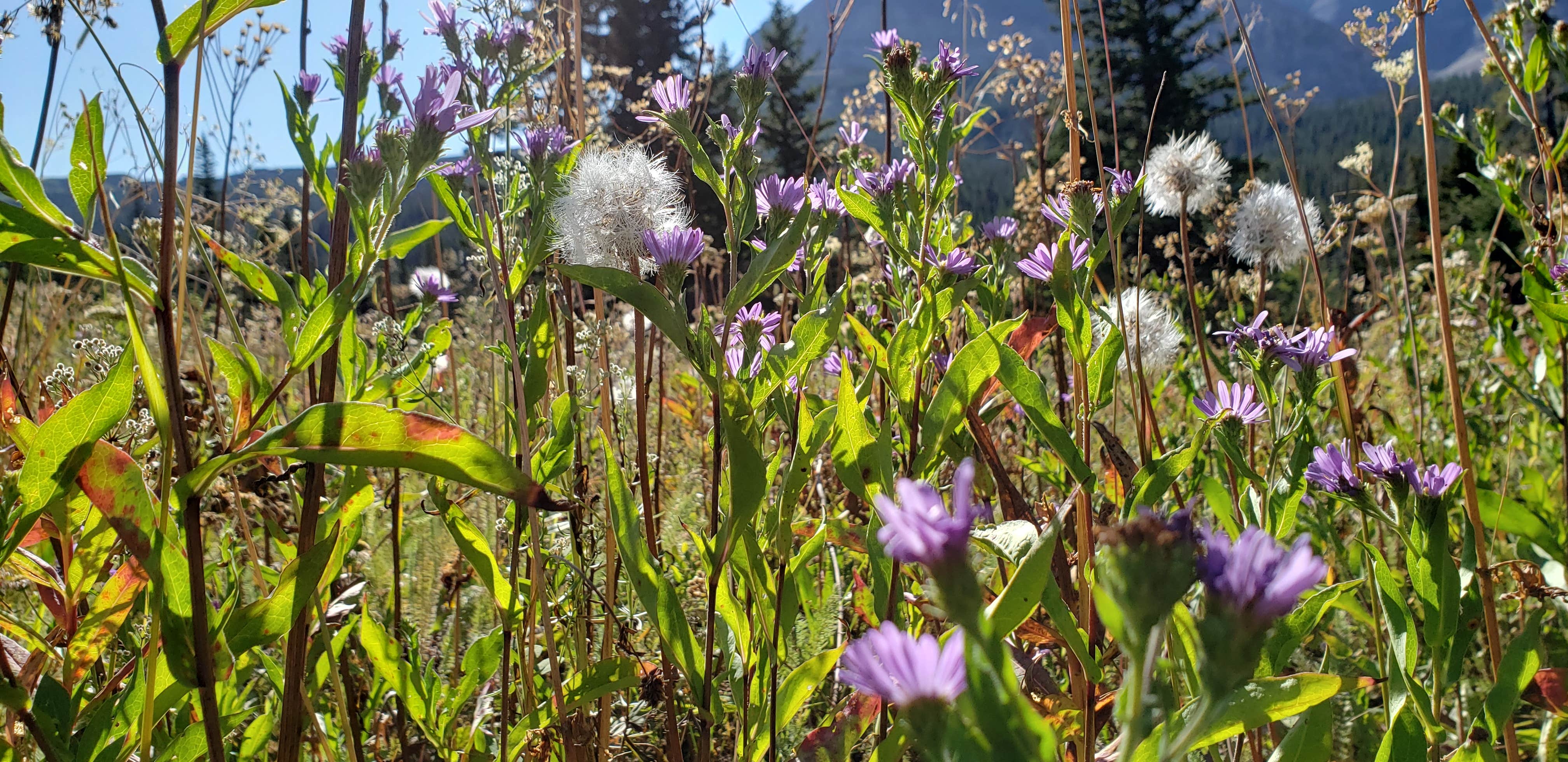 Cut Bank Campground — Glacier National Park | Siyeh Bend, MT